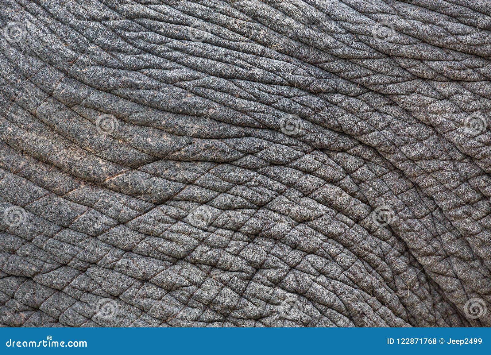 Patterns and Skin of Elephants Stock Photo - Image of large, brown ...