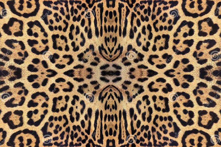Patterns and Textures of the Jaguar. Stock Photo - Image of wildlife ...