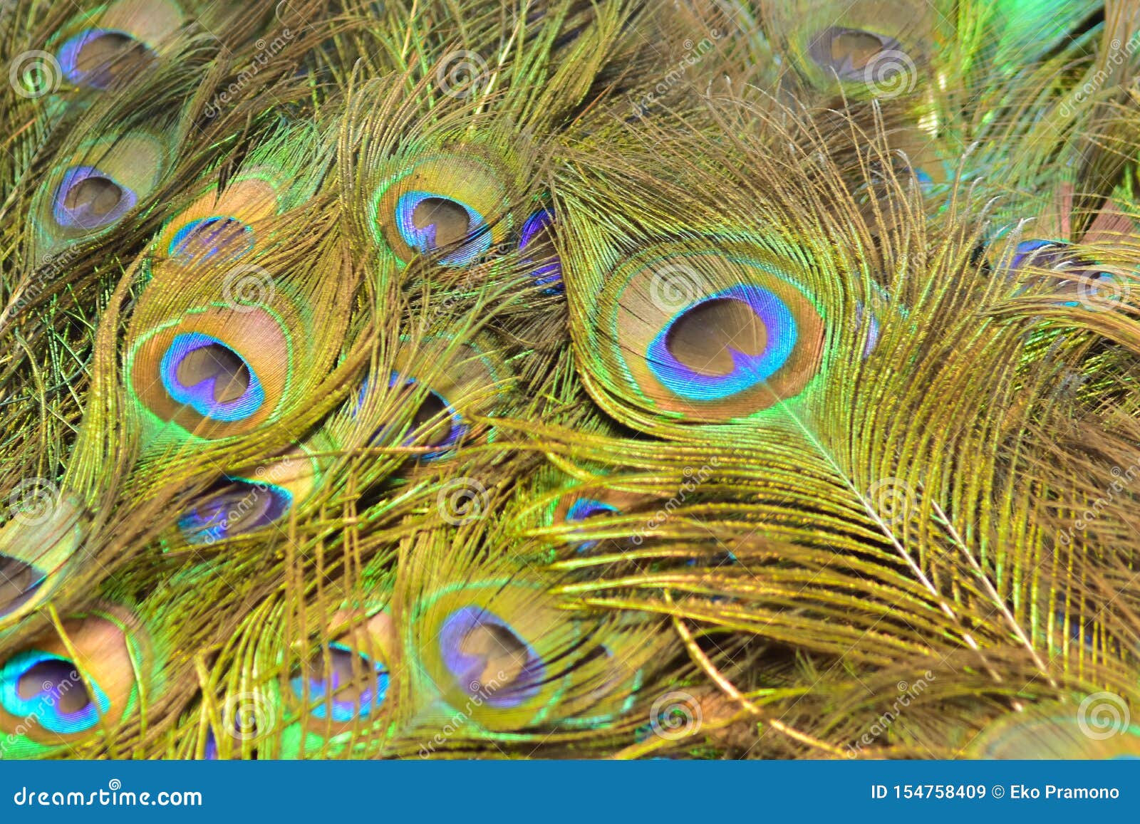 Colorful Patterns of Thousands of Beautiful Birds Stock Image - Image ...