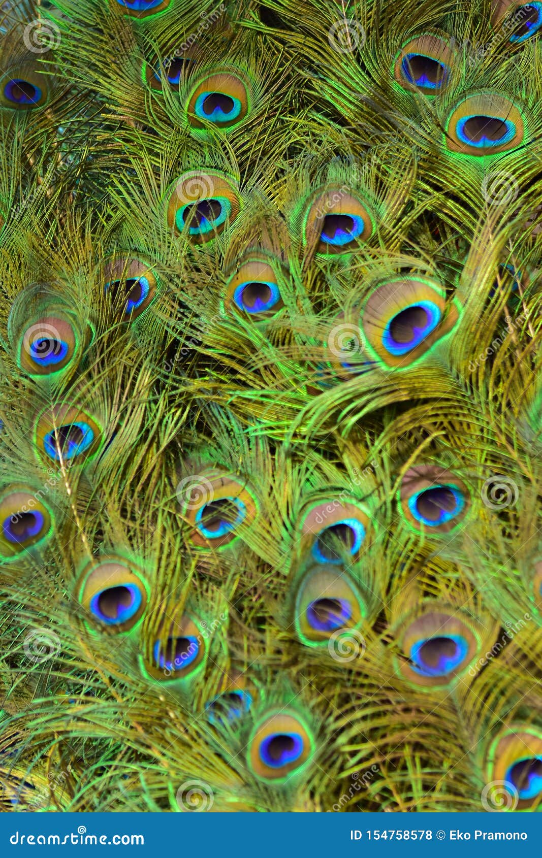 Colorful Patterns of Thousands of Beautiful Birds Stock Photo - Image ...