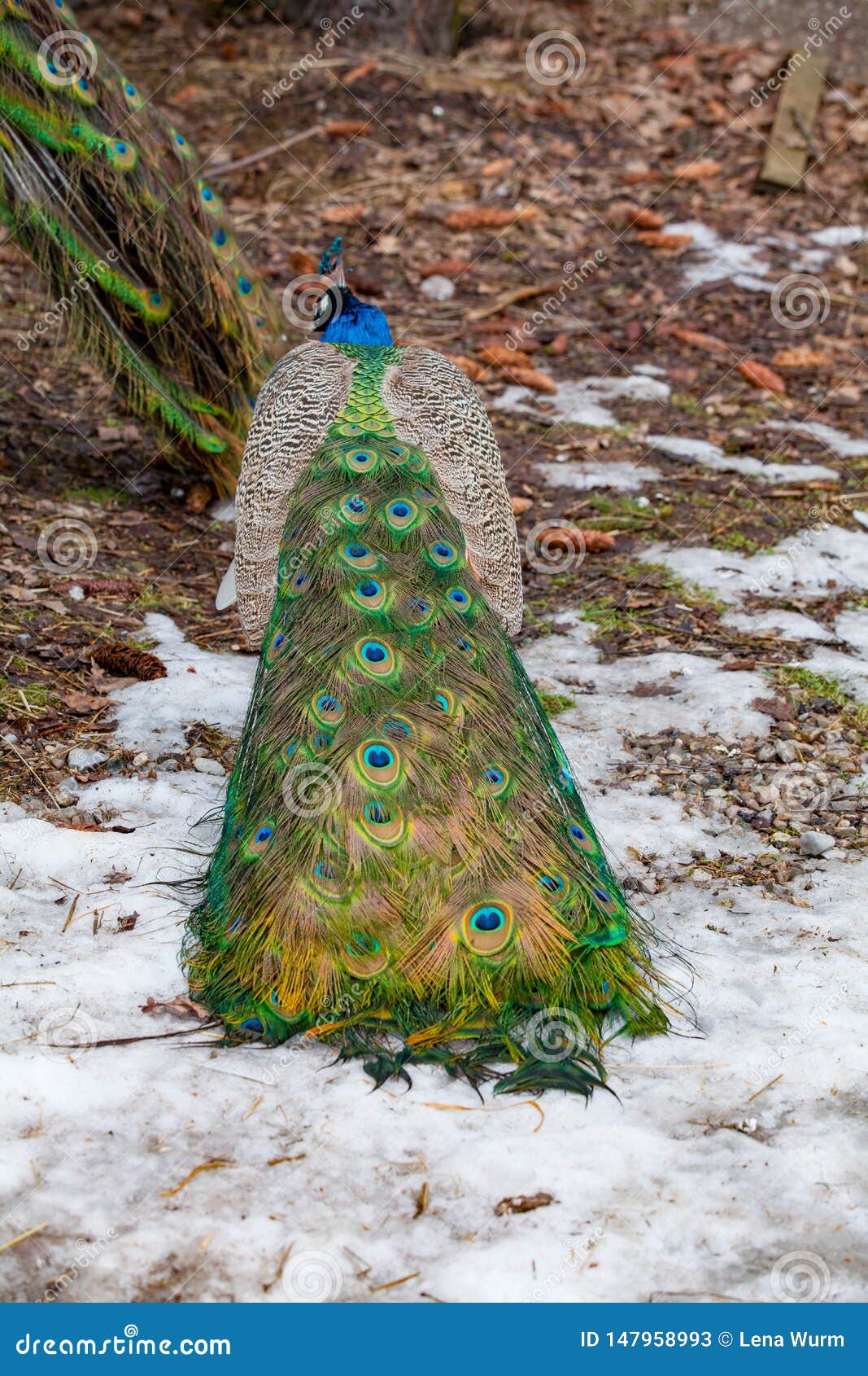 Beautiful Colorful Peacock in Germany Stock Image - Image of elegant ...