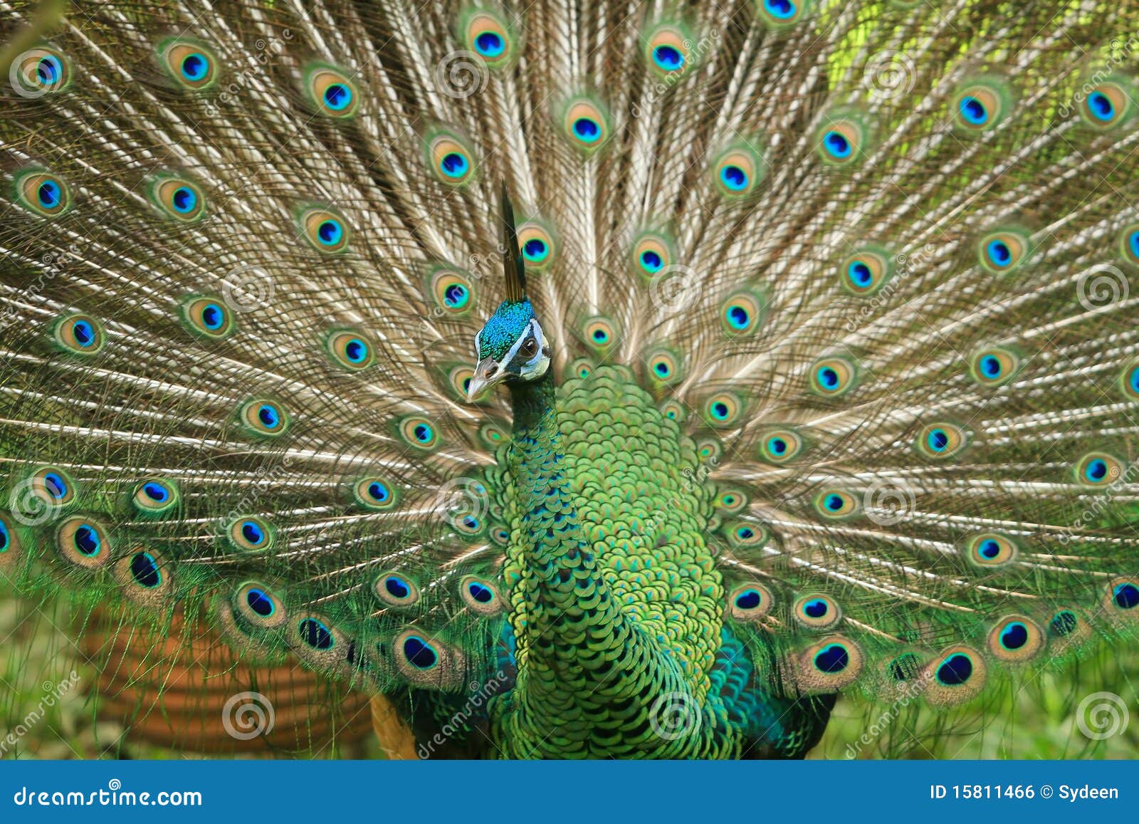 Colorful peacock stock photo. Image of green, peacock - 15811466