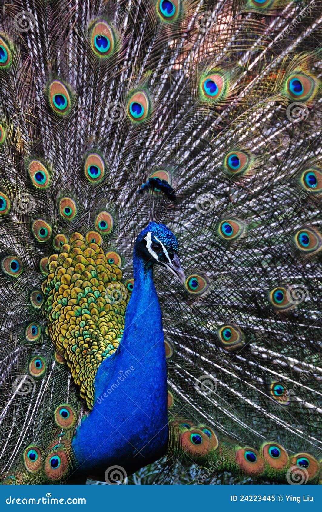 Colorful Peacock stock image. Image of peacock, nature - 24223445