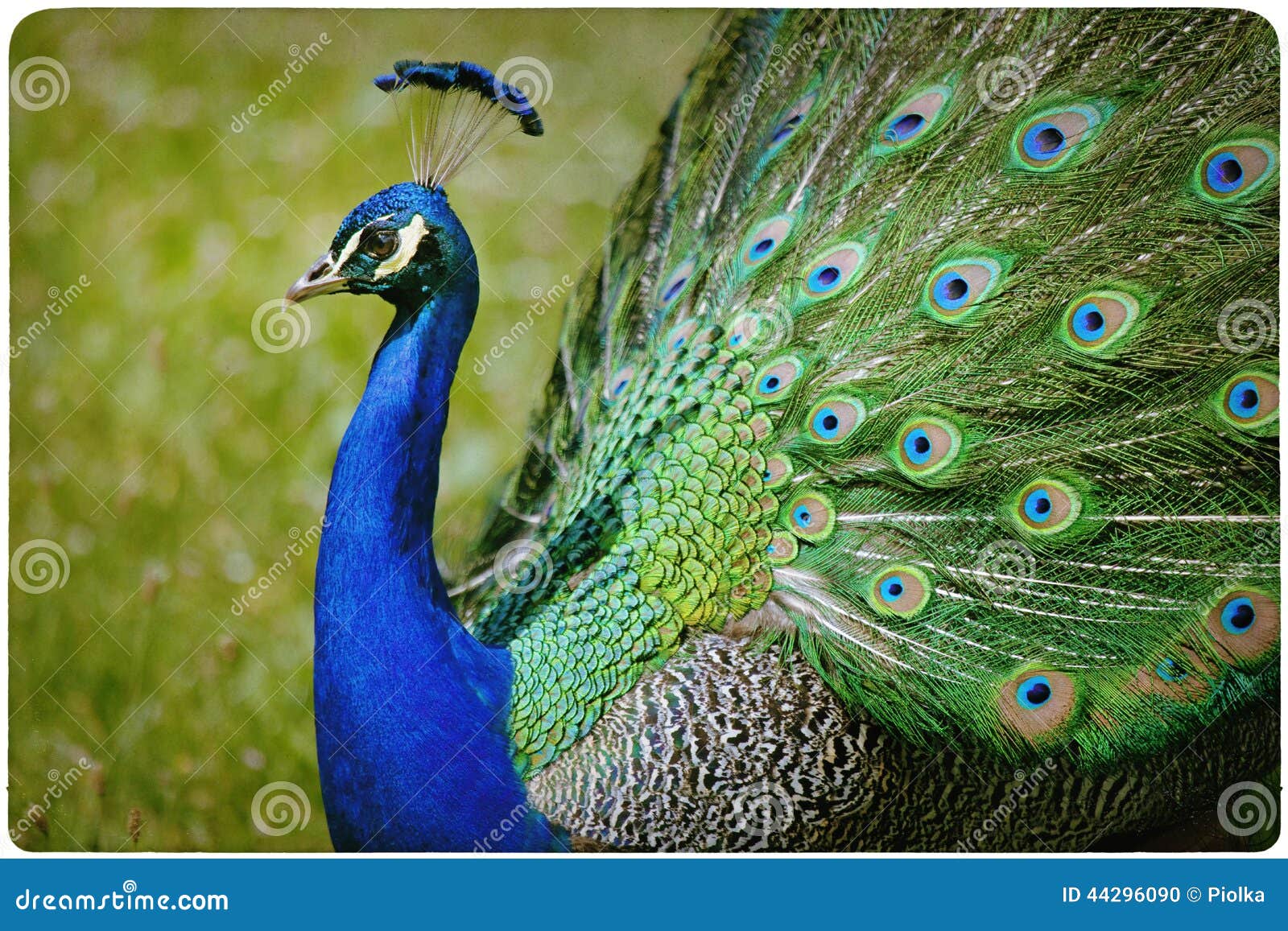 Colorful Peacock Background Stock Photo - Image of figure, bird: 44296090
