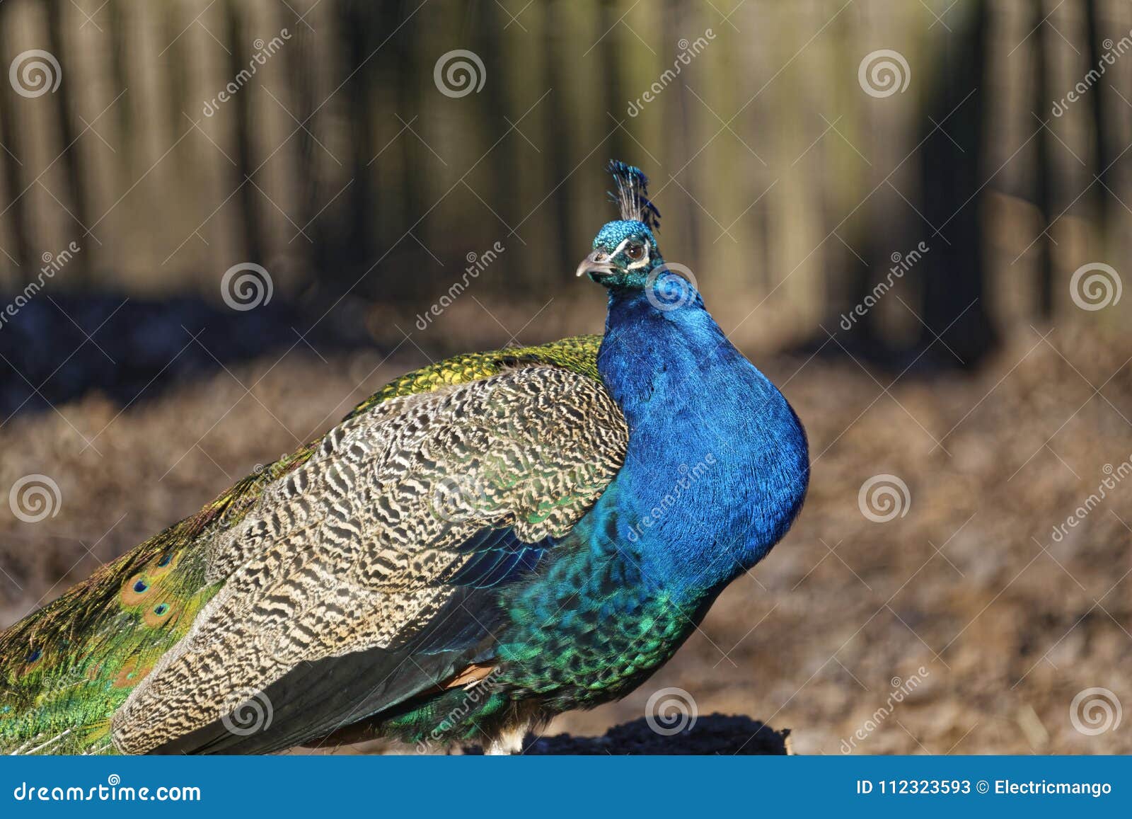 Colorful peacock stock image. Image of colors, bird - 112323593