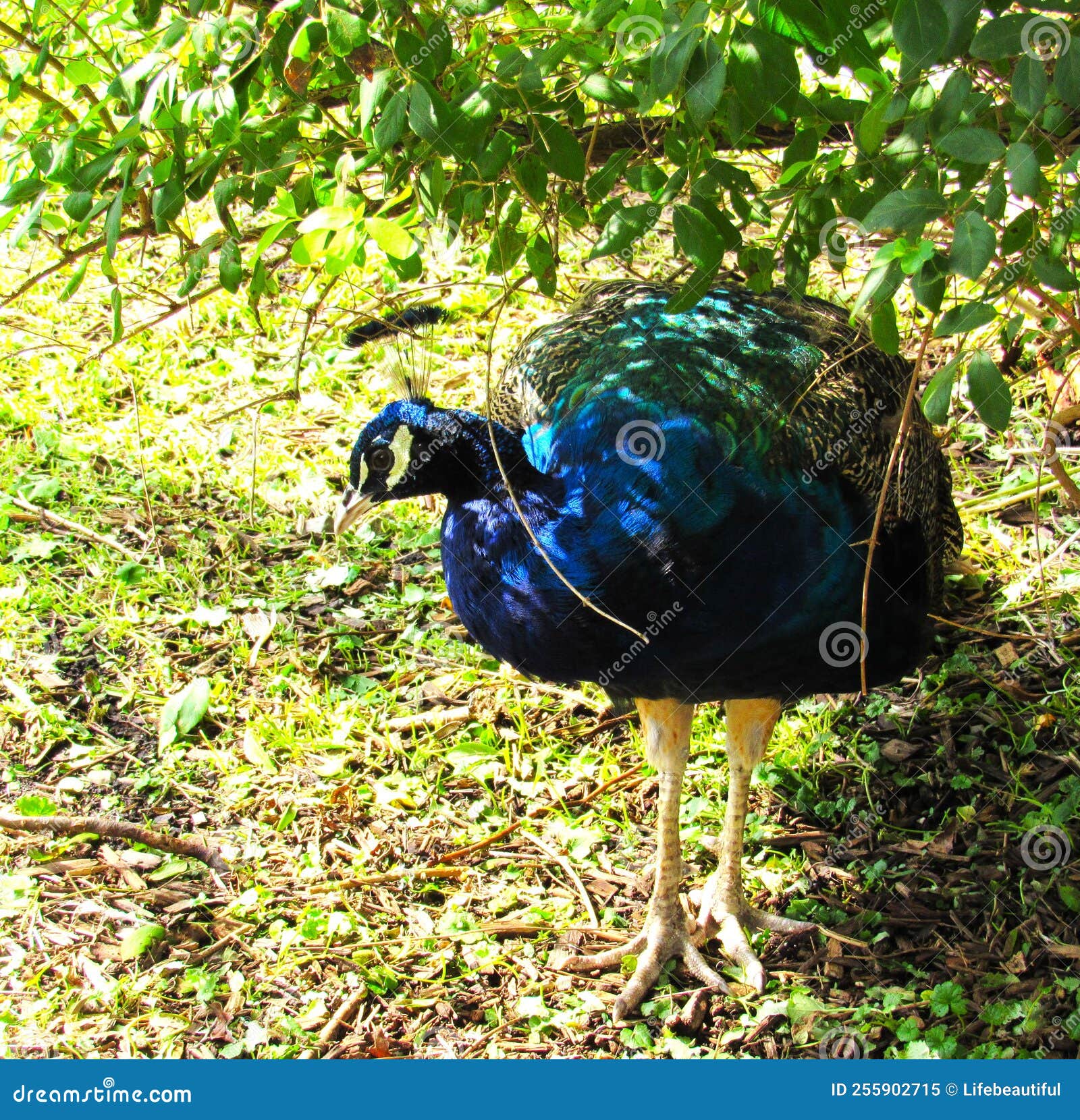 Colorful peacock stock image. Image of waterbird, garden - 255902715