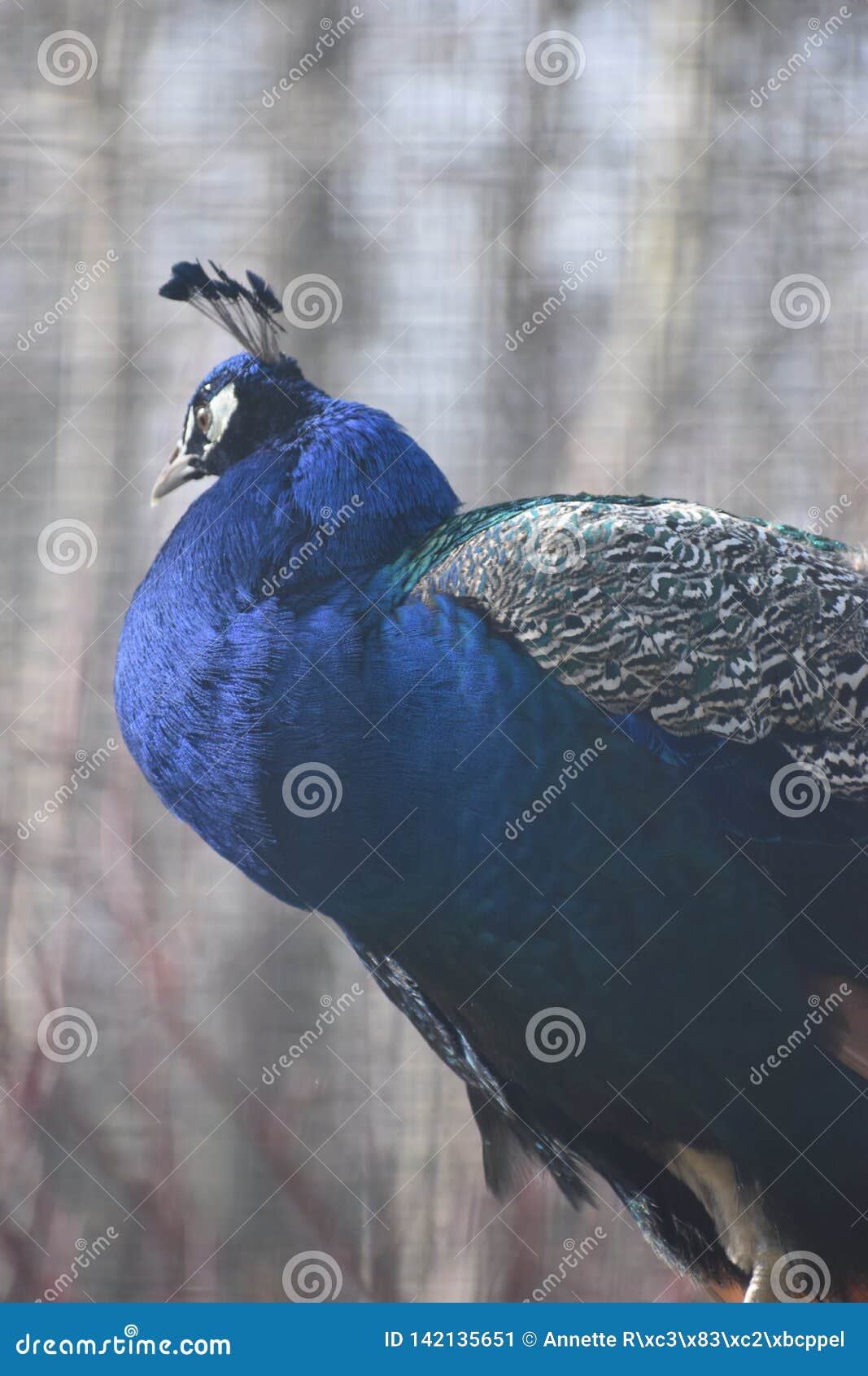 Colorful Peacock in a Park in Germany Stock Image - Image of park ...
