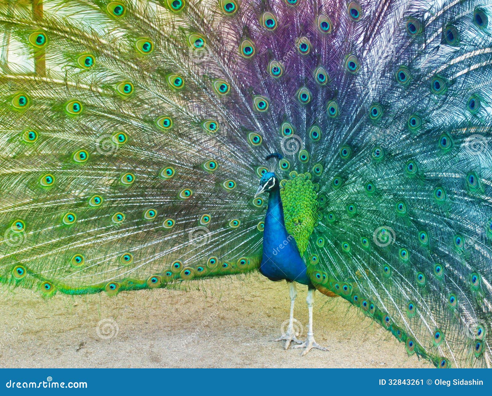 Colorful Peacock stock image. Image of colorful, animal - 32843261
