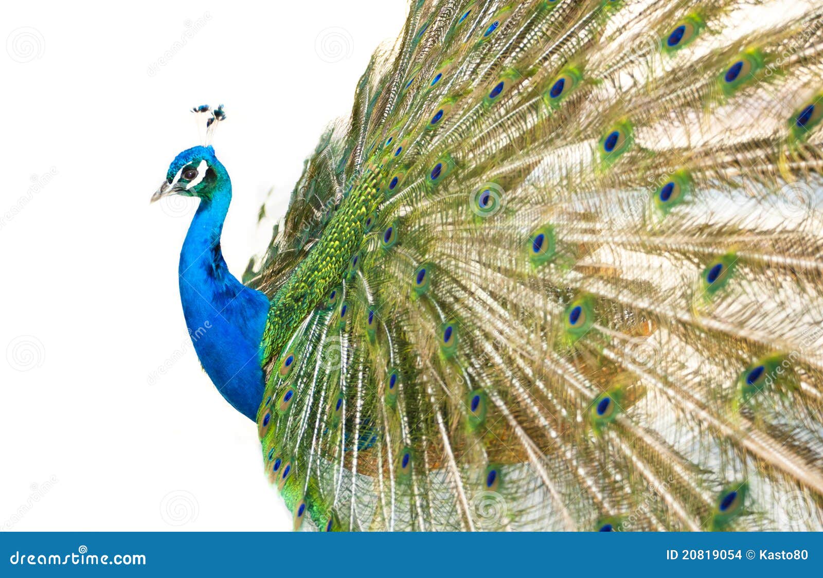 1,109 Full Peacock Feather Stock Photos - Free & Royalty-Free Stock Photos from Dreamstime
