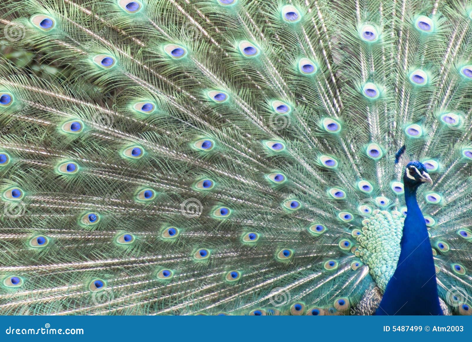 Colorful Peacock in Full Feather Stock Image - Image of makeup ...