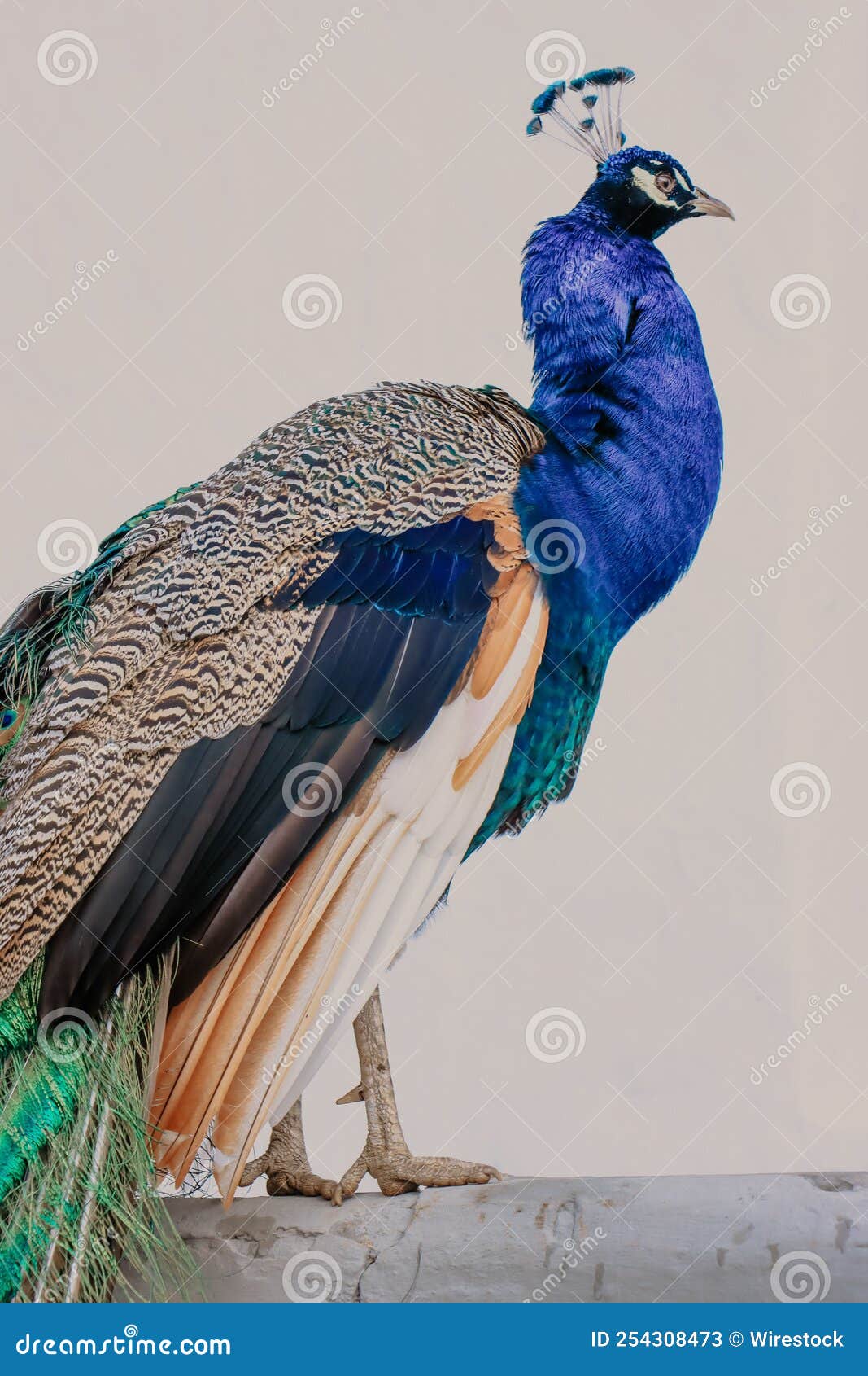 Colorful Peacock Perched on the Fence Stock Image - Image of white ...