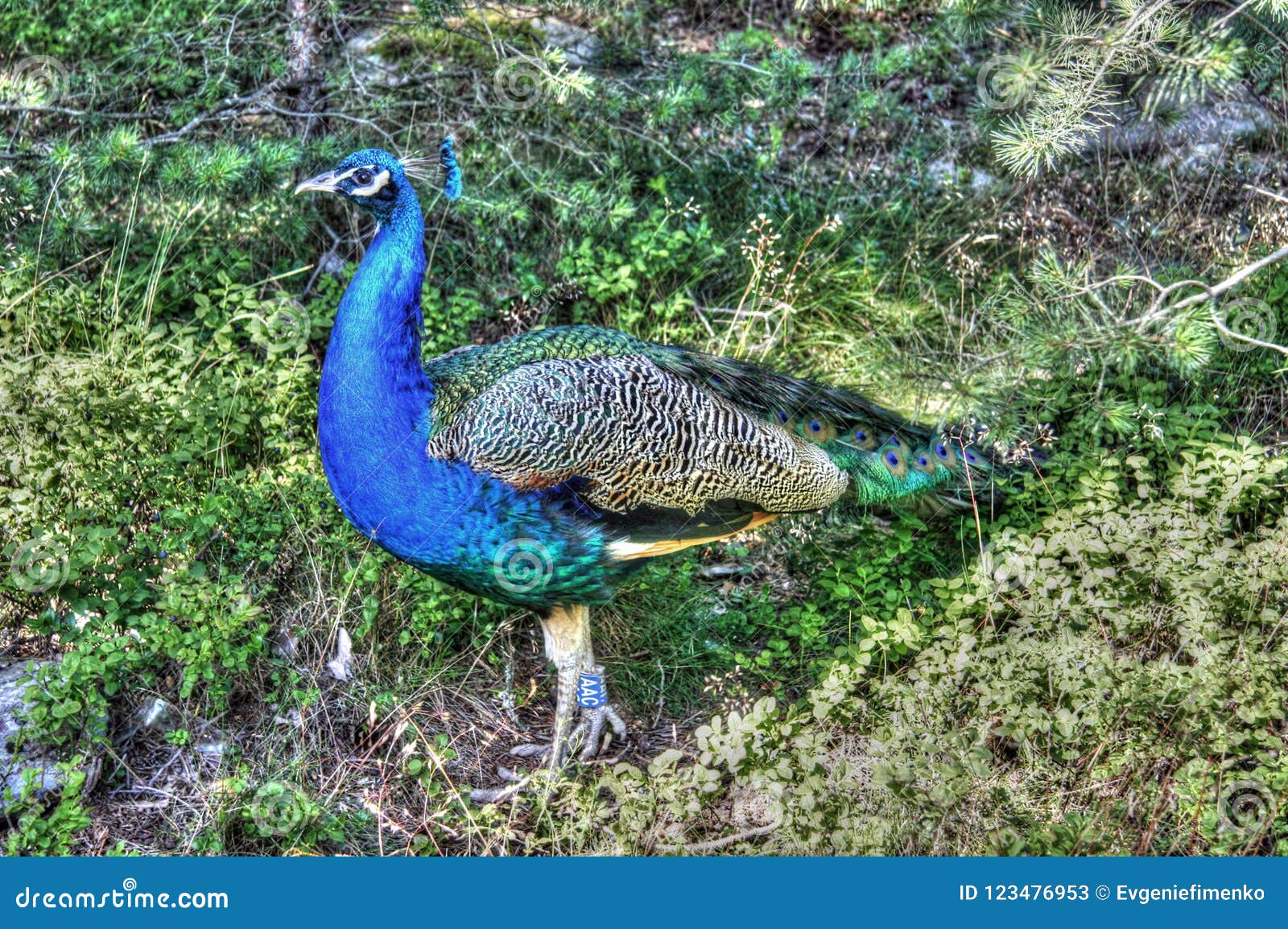 Colorful Peacock Standing in the Forest Stock Image - Image of peacocks ...