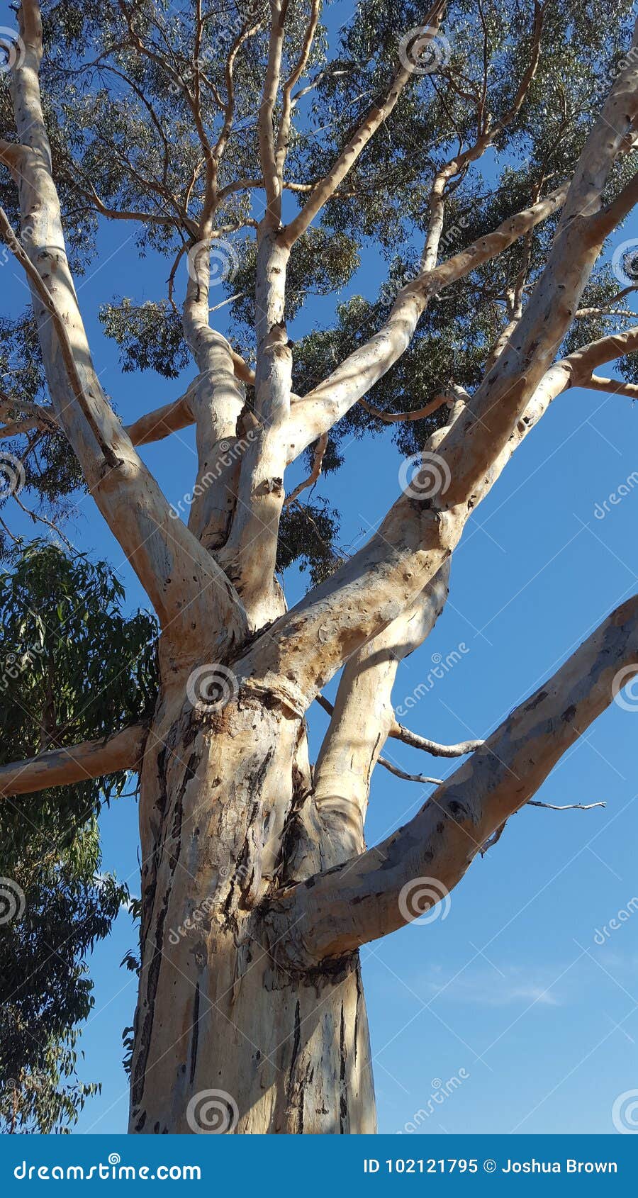 Big colorful tree stock image. Image of sandiego, joshbrown - 102121795