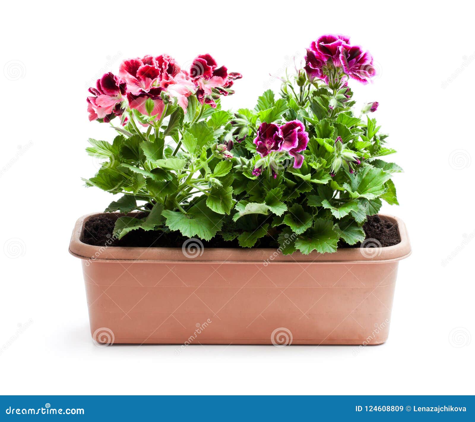 Colorful Pelargonium Flowers in Rectangular Flowerpot Isolated Stock ...
