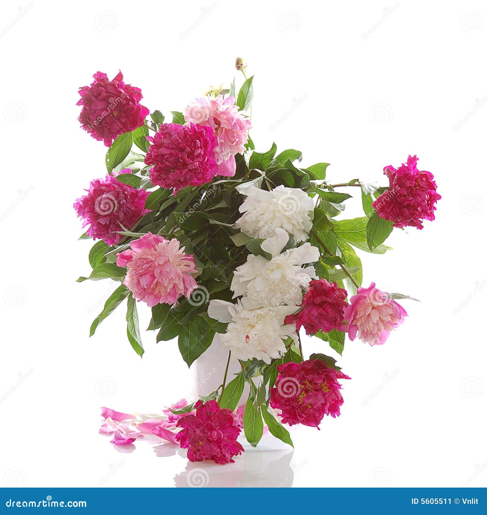Colorful peonies stock image. Image of beautiful, nature - 5605511
