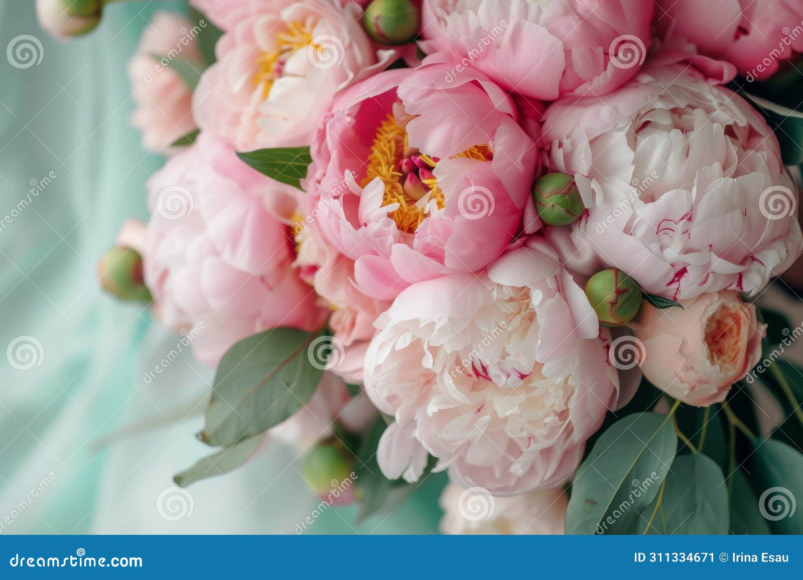 Colorful Peonies in Close-up View Stock Illustration - Illustration of ...