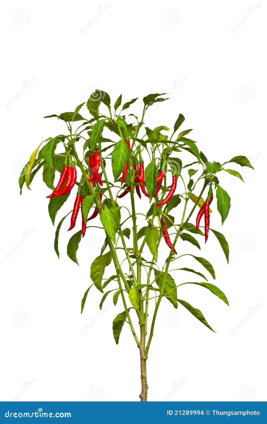 Colorful pepper on tree stock photo. Image of health - 21289994