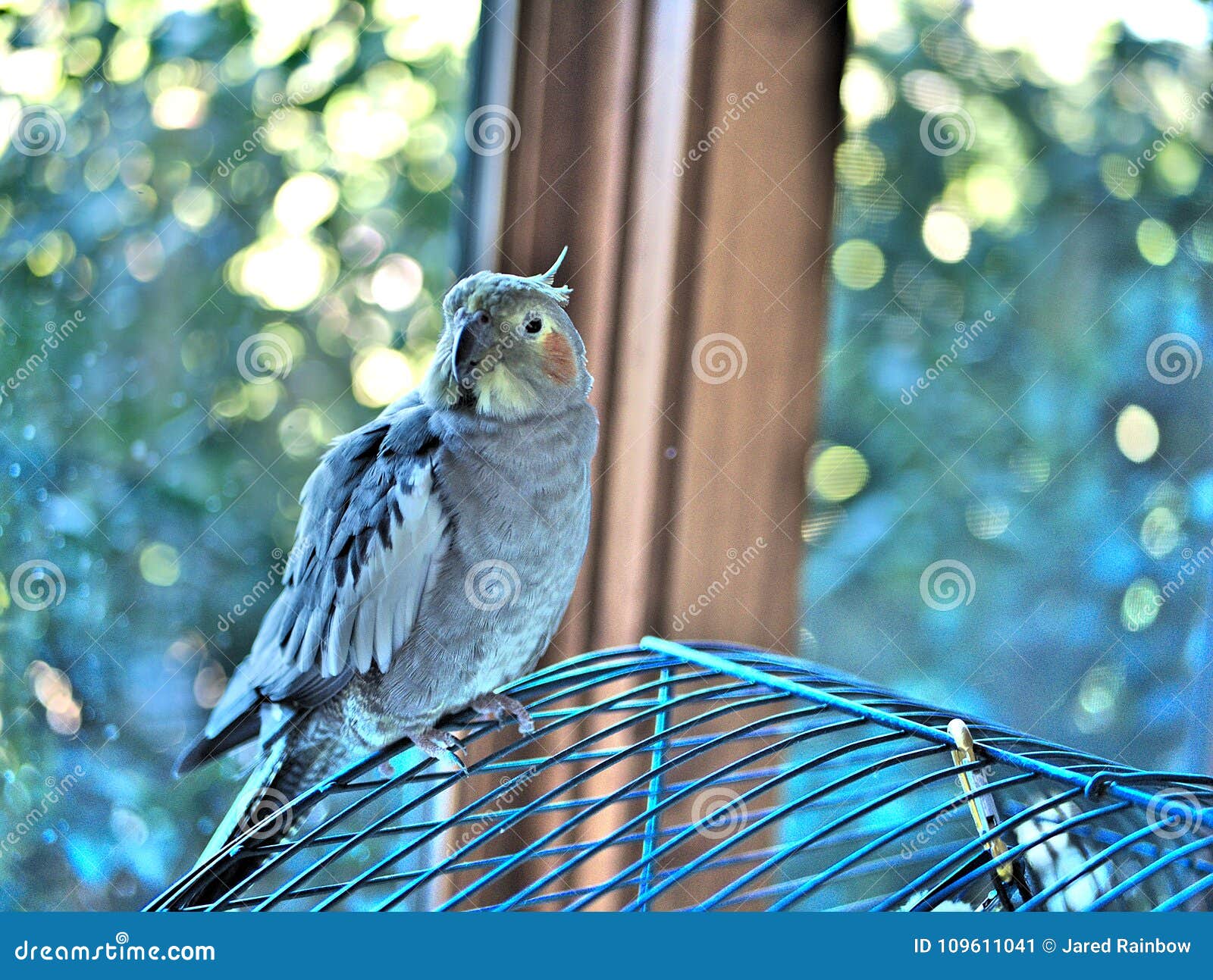 Colorful Pet Bird Sitting on Its Cage Stock Image - Image of domestic ...