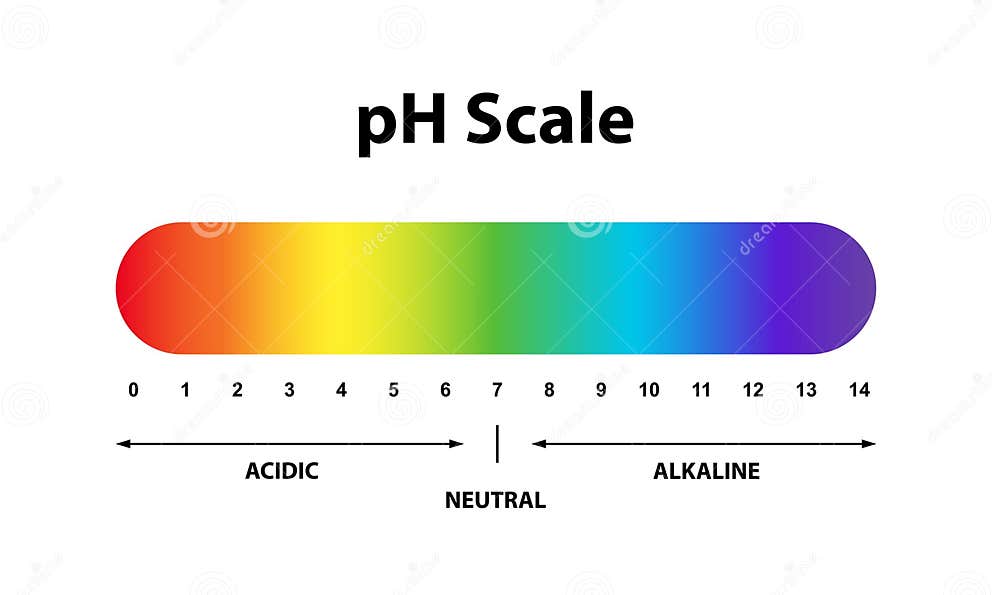 Colorful Ph Level Scale Chart Indicator Diagram Value Stock Vector ...