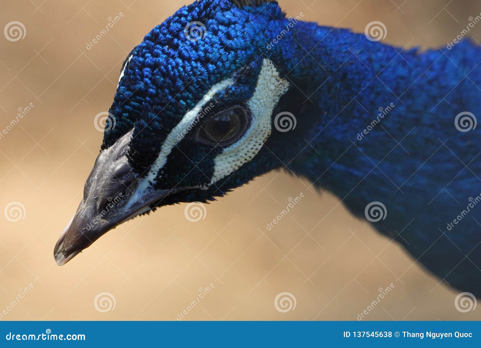 Colorful pheasant bird stock photo. Image of bird, blue - 137545638