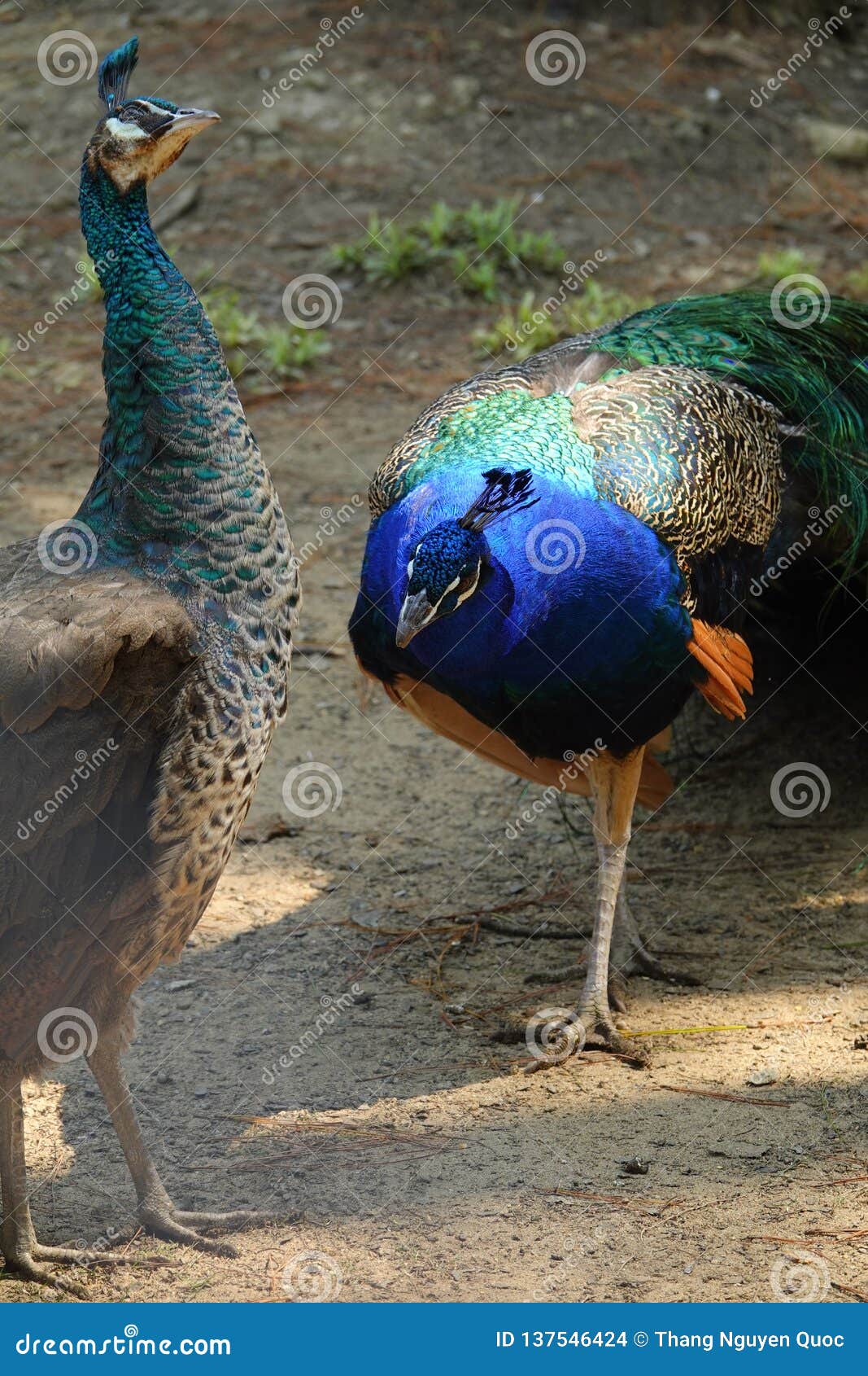 Colorful pheasant bird stock photo. Image of long, green - 137546424