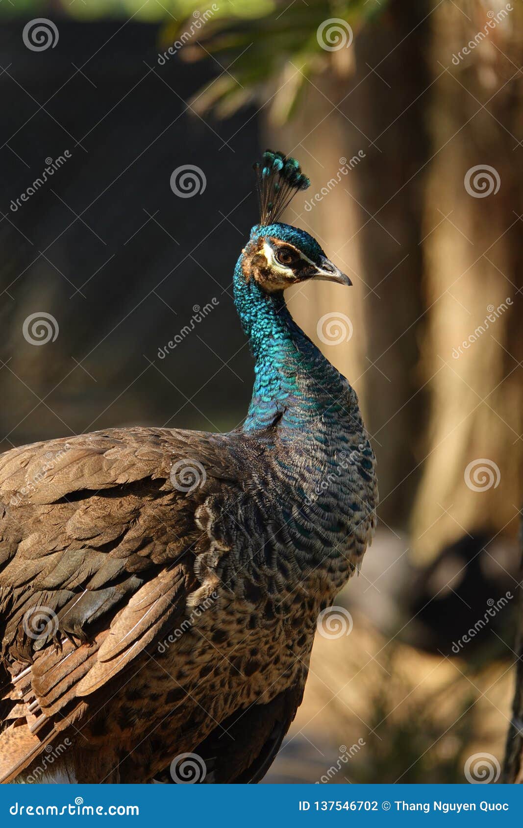 Colorful pheasant bird stock photo. Image of long, crest - 137546702