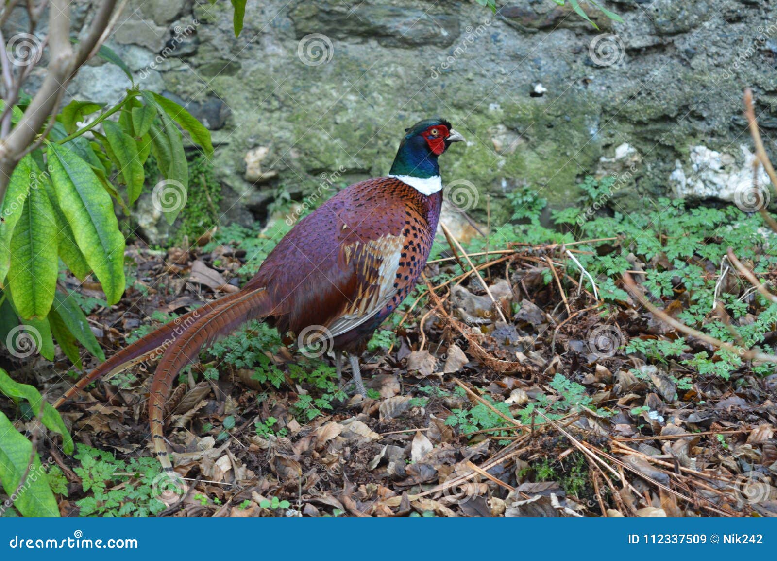 Colorful pheasant stock image. Image of bird, field - 112337509