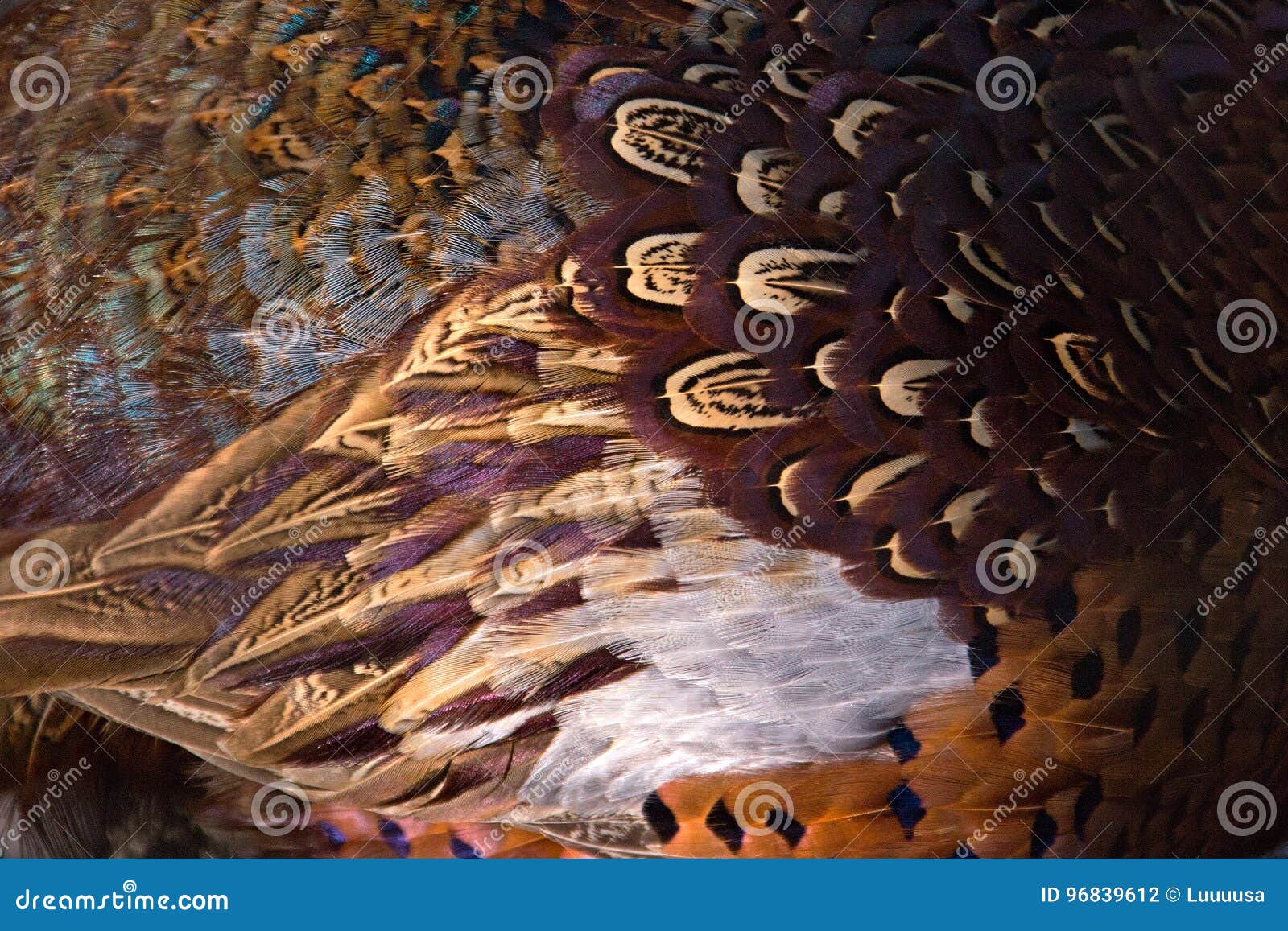 Colorful Pheasant Feathers Background. Abstract Horizontal Texture ...