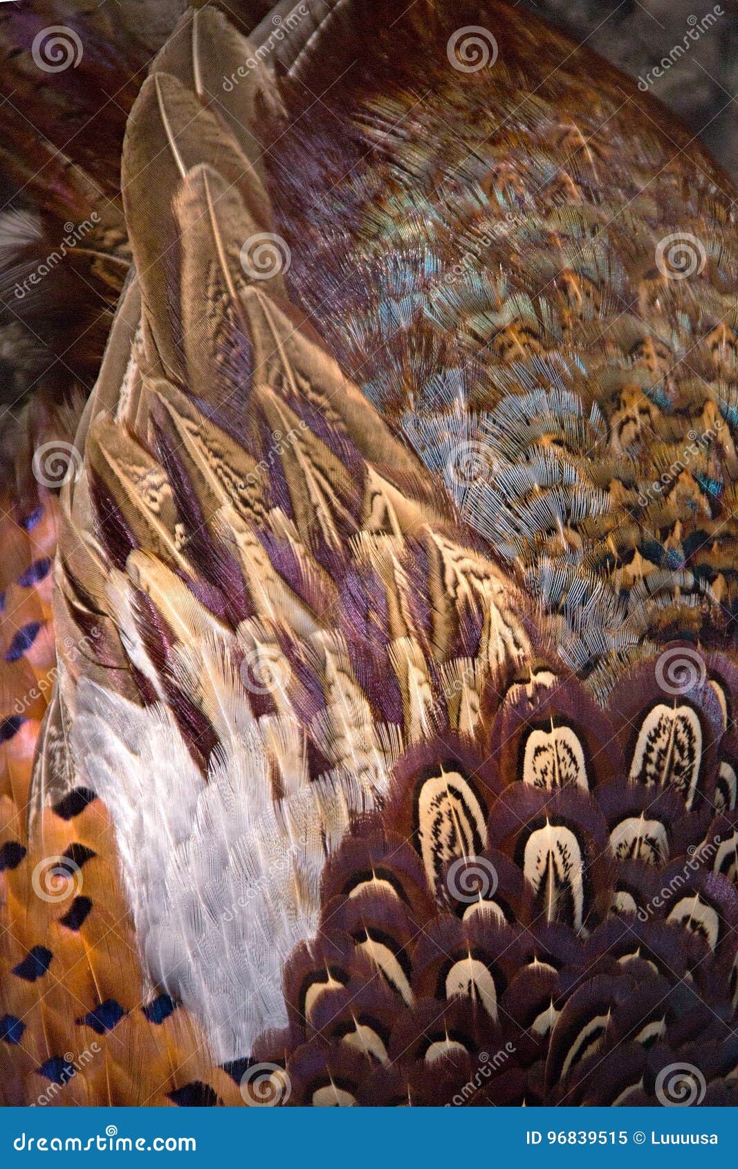 Colorful Pheasant Feathers Background. Abstract Vertical Texture. Stock ...