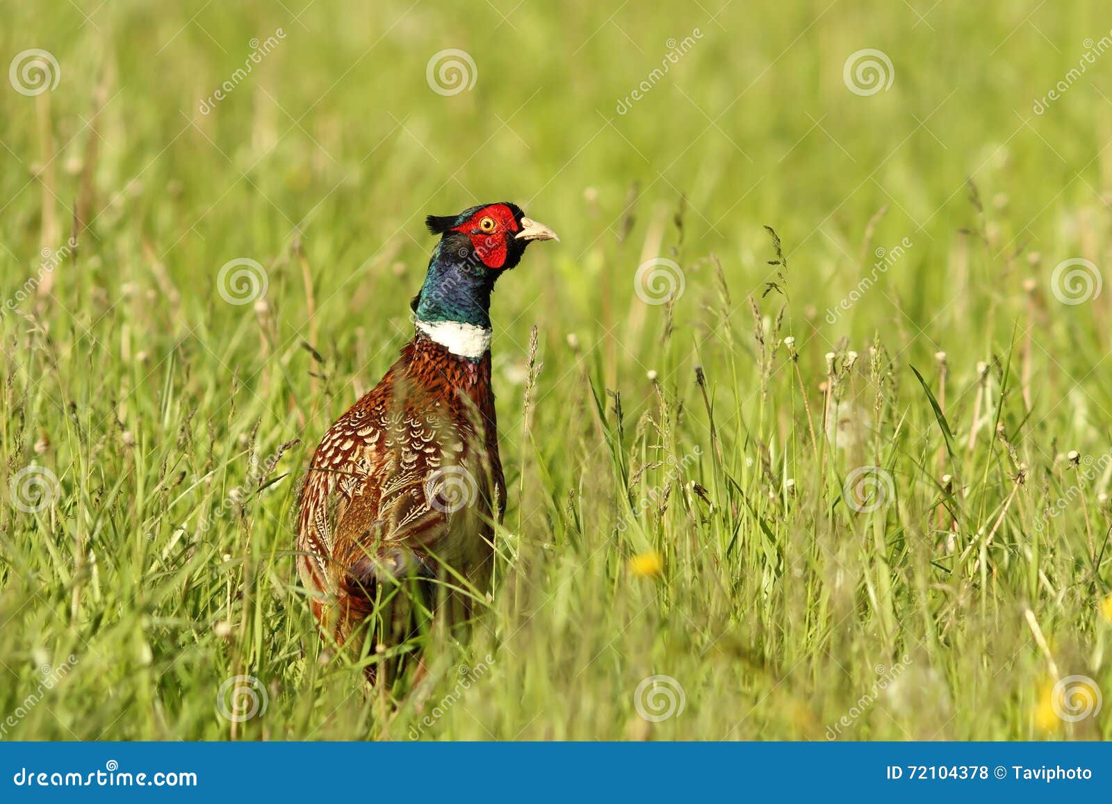 Colorful Pheasant Rooster in Big Grass Stock Photo - Image of common ...