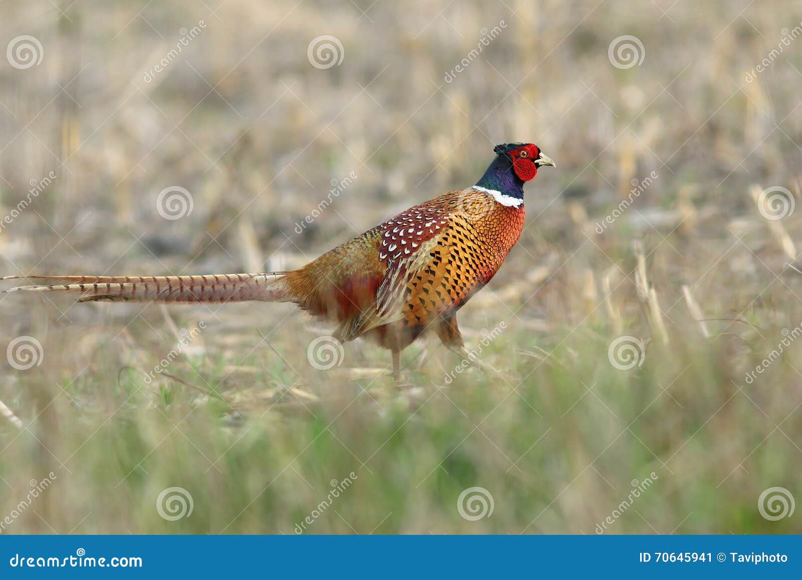 Colorful Pheasant in Spring Field Stock Image - Image of color, male ...