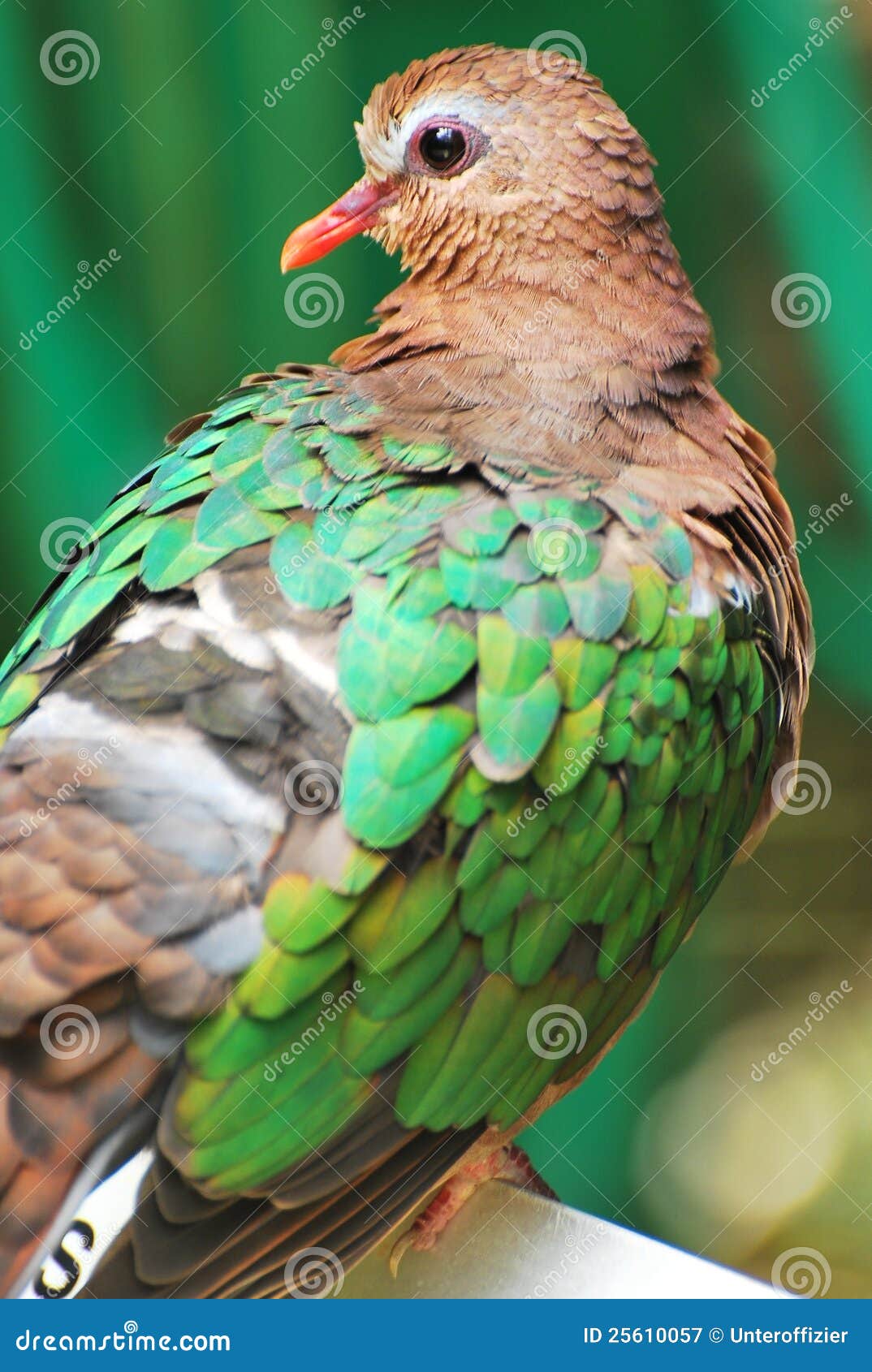 Colorful Pigeon stock image. Image of dove, disease, colorful - 25610057
