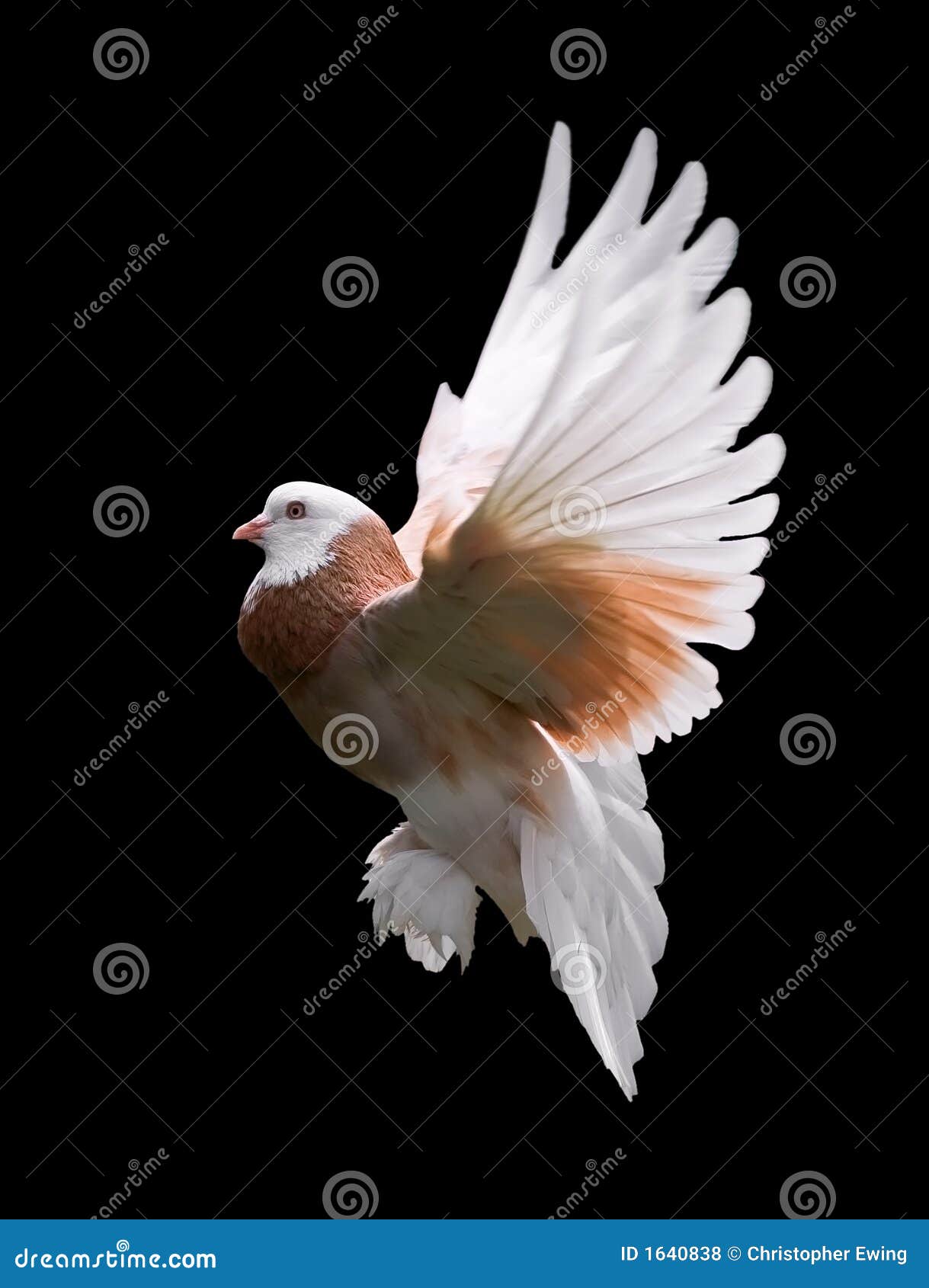 Colorful Pigeon in Flight stock photo. Image of flying - 1640838