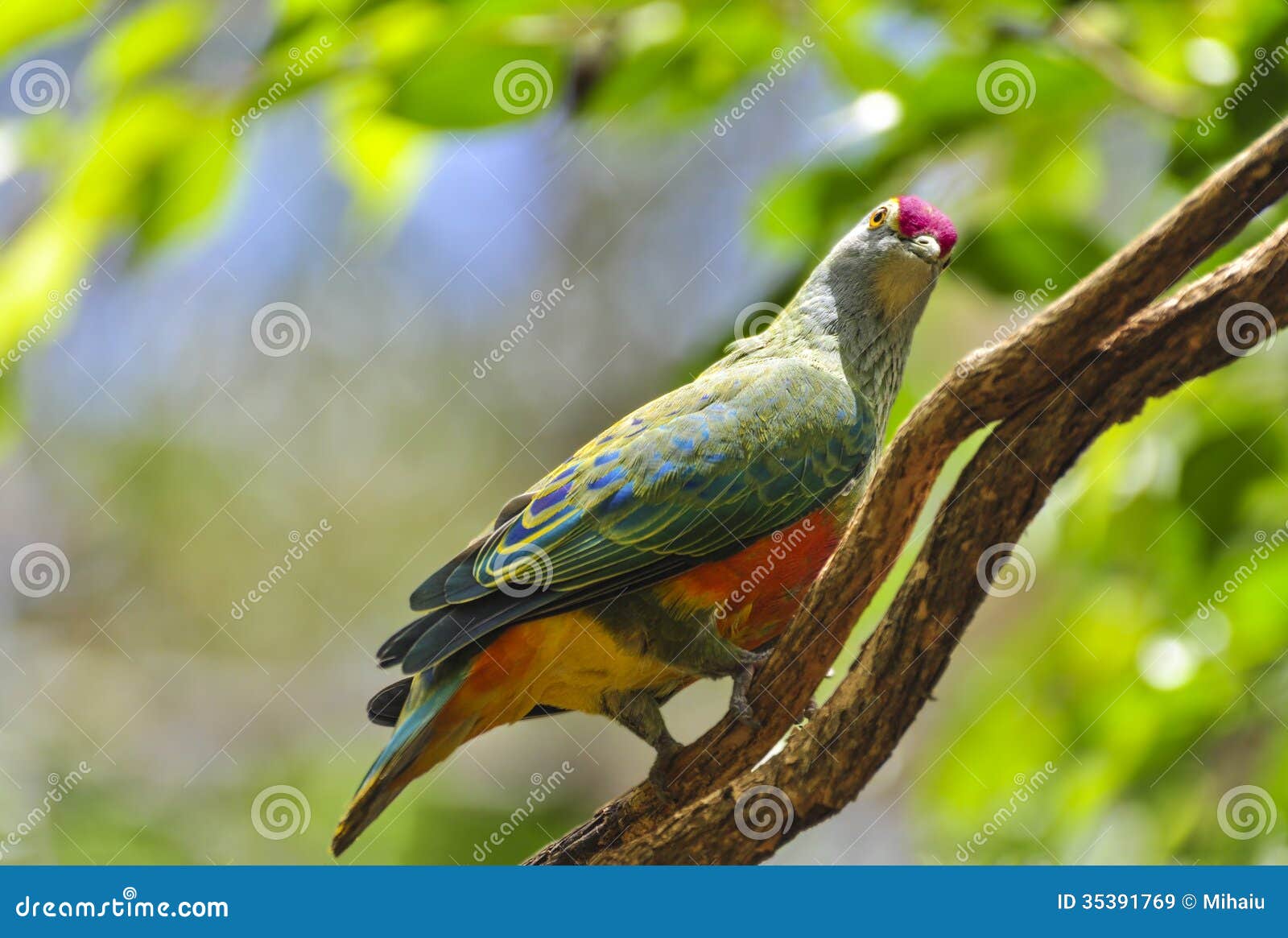 Colorful Pigeon stock image. Image of wings, species - 35391769