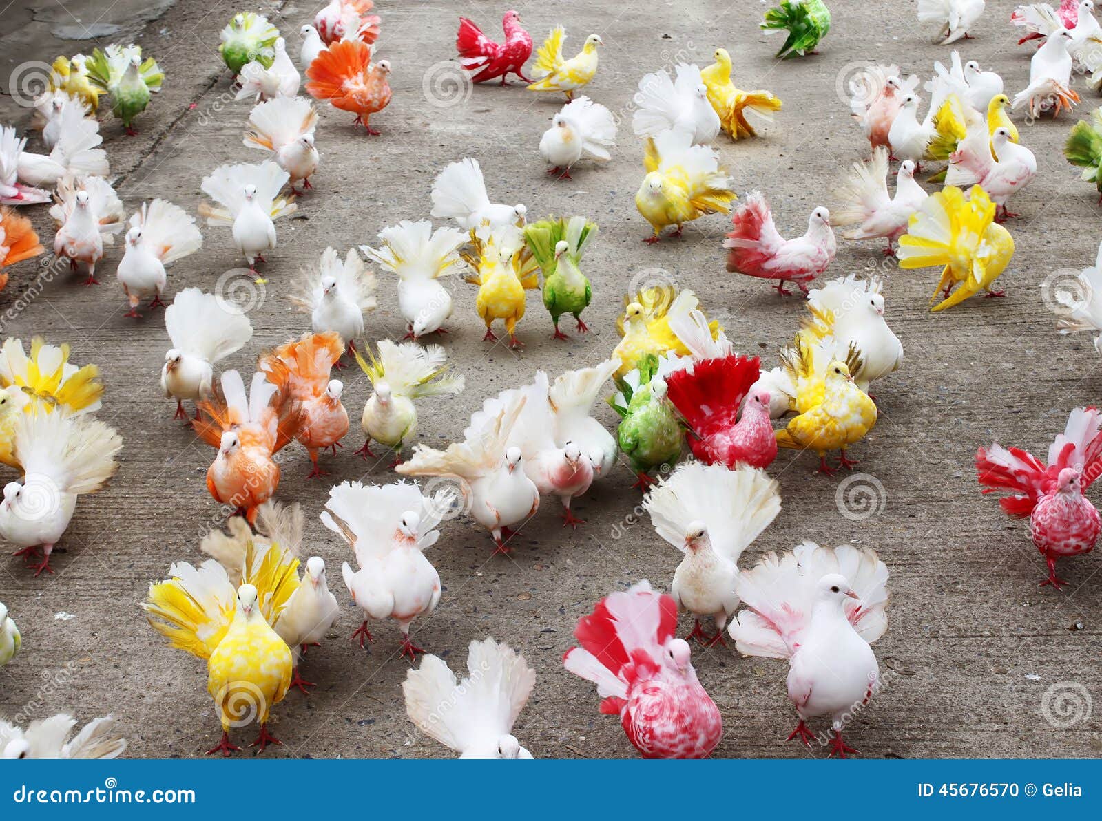 Colorful pigeons stock photo. Image of peace, park, multicolor - 45676570