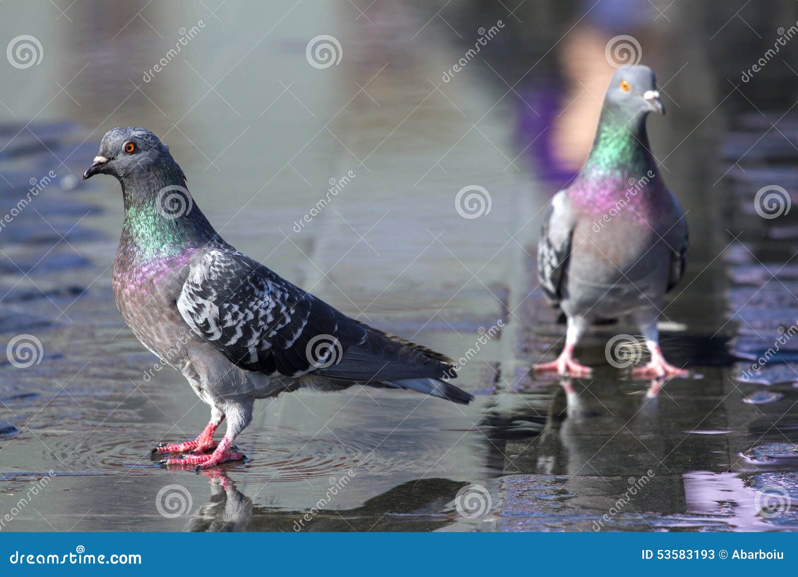Colorful pigeons stock image. Image of feather, shadow - 53583193