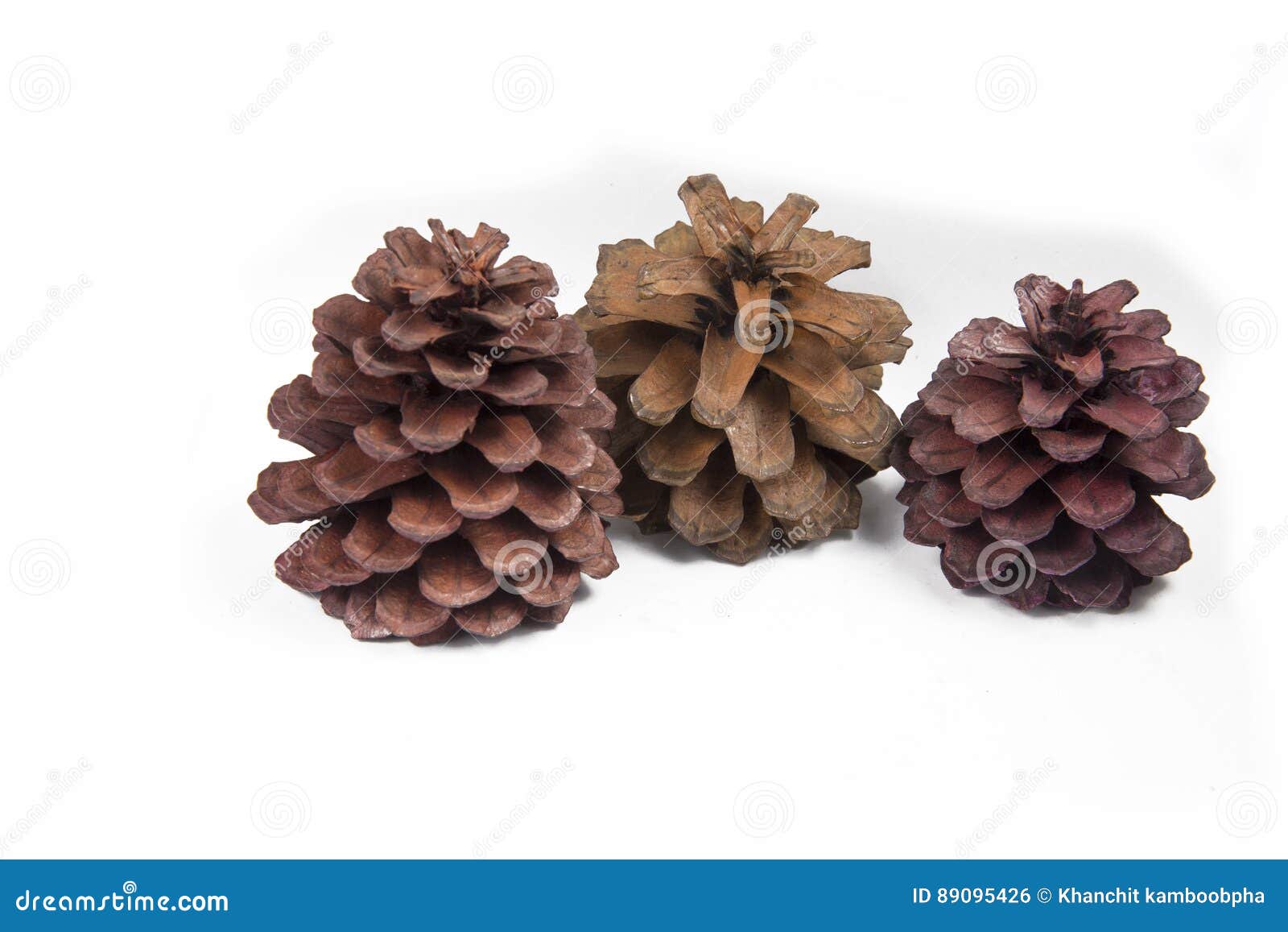 Colorful Pine Cones with Backdrop Stock Photo - Image of pattern, cone ...