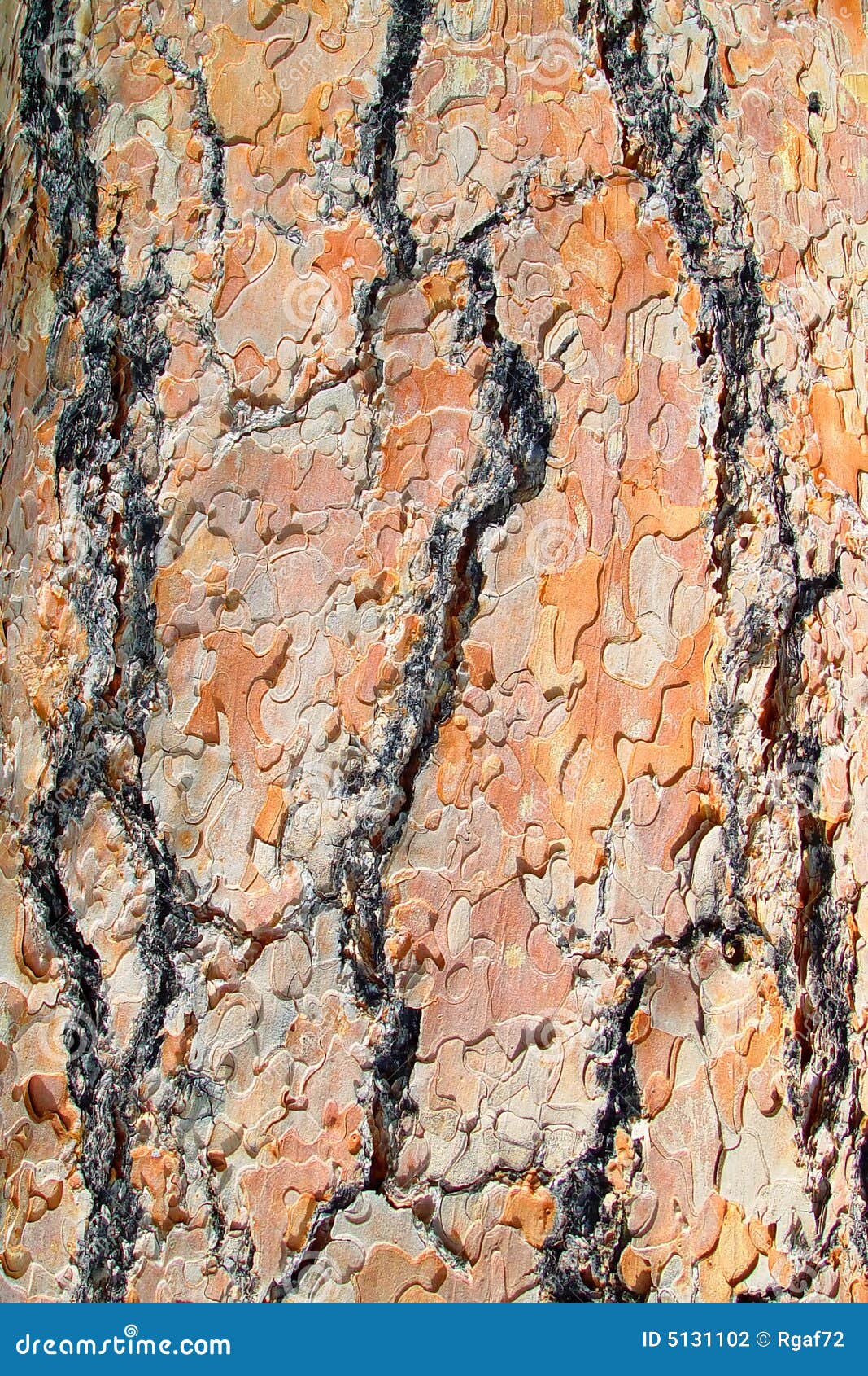 Colorful pine tree bark stock photo. Image of background - 5131102