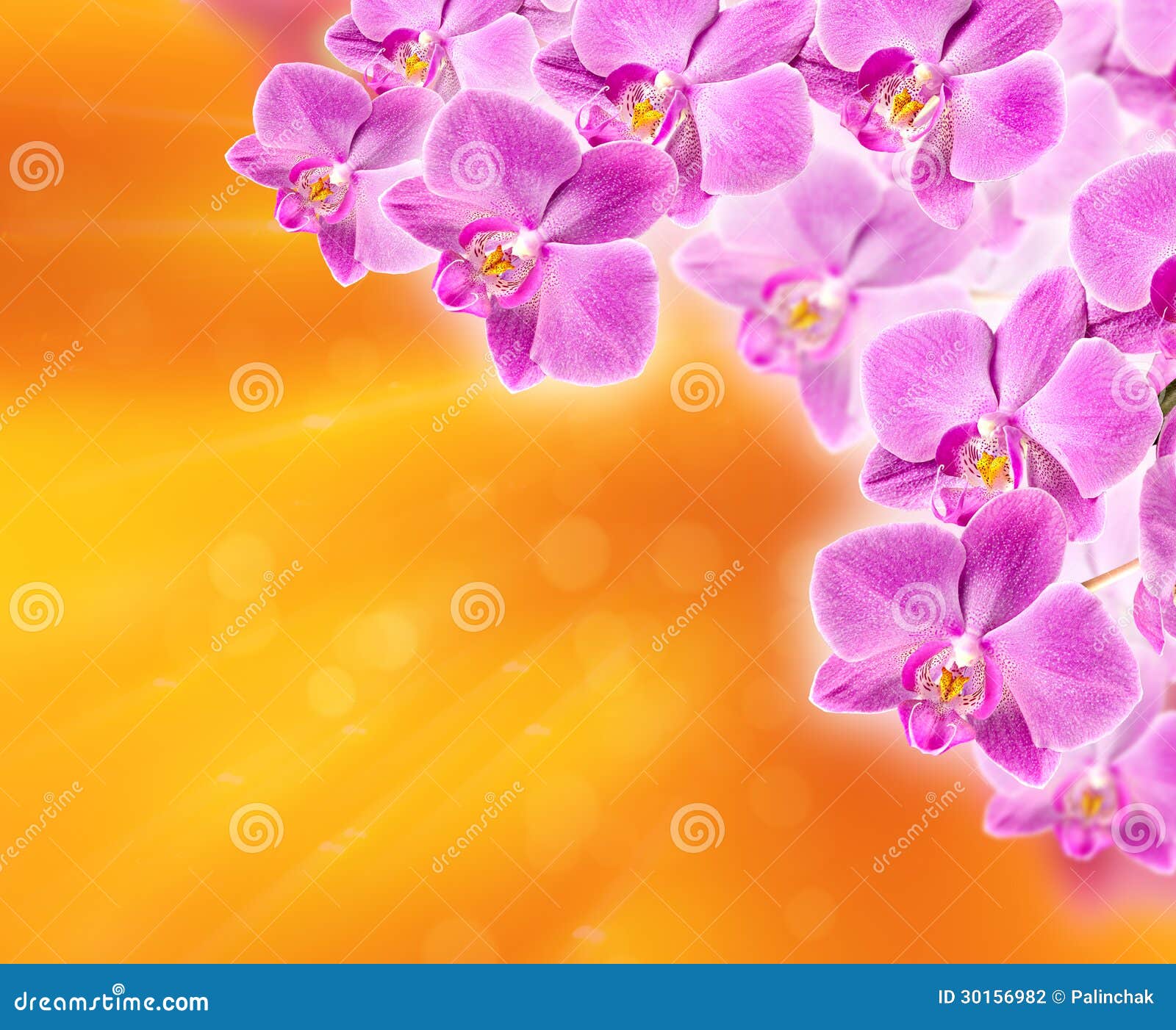 Pink Orchid on Abstract Blurred Background Stock Photo - Image of ...