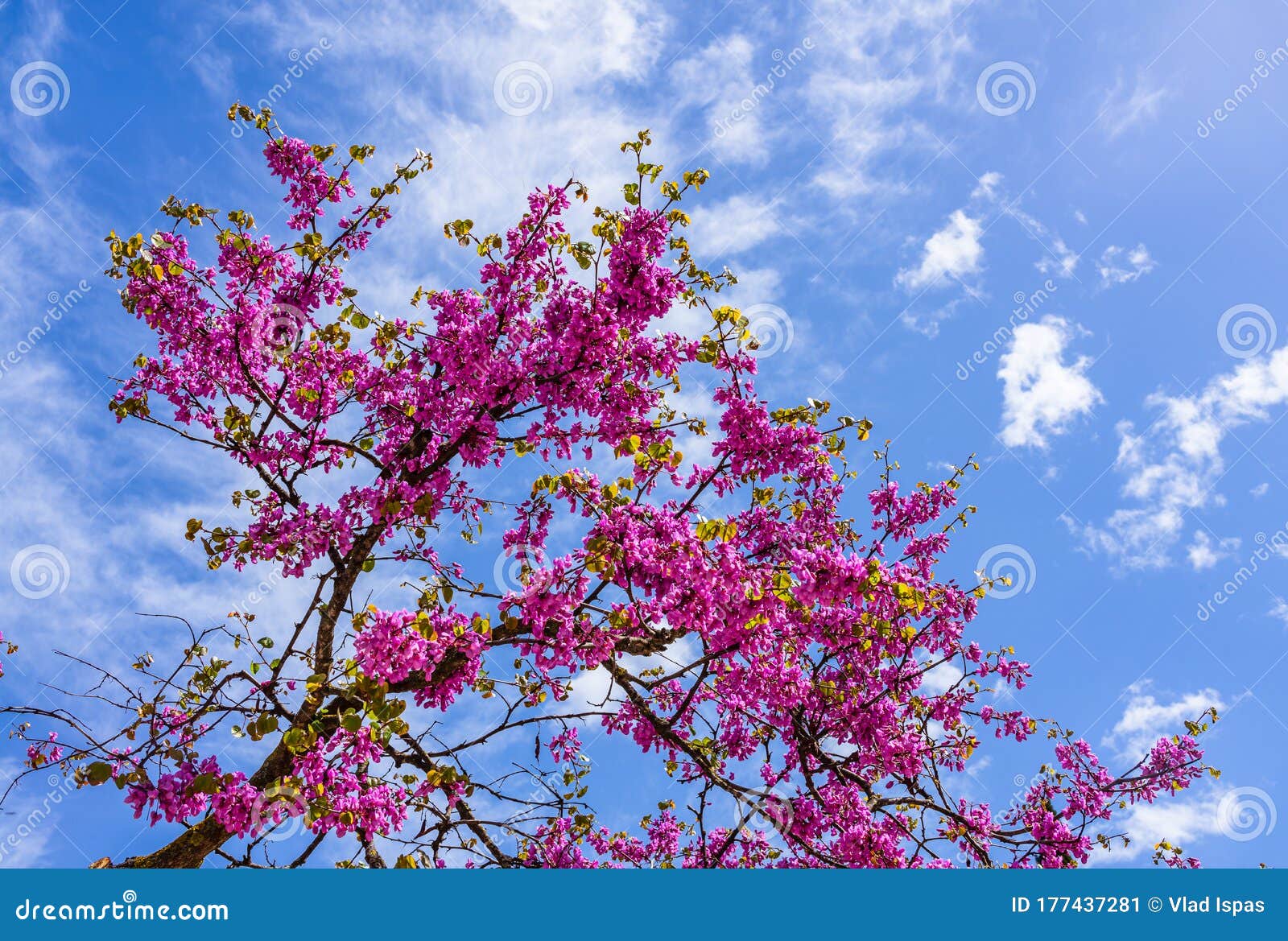 Colorful Pinky Tree Outside on a Bright Wather and Day in Grenada ...