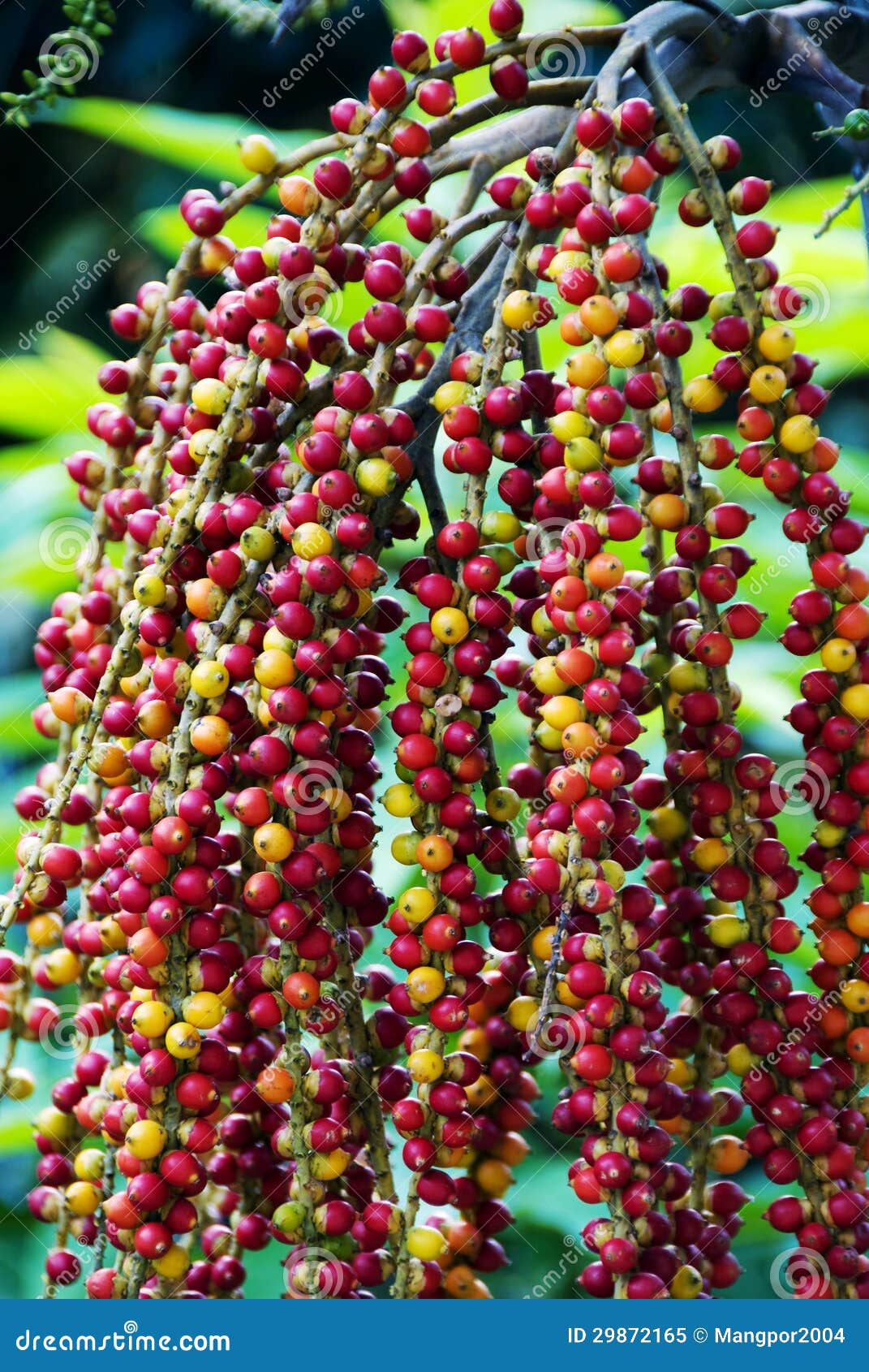 Plam seeds. stock image. Image of farmer, crop, material - 29872165