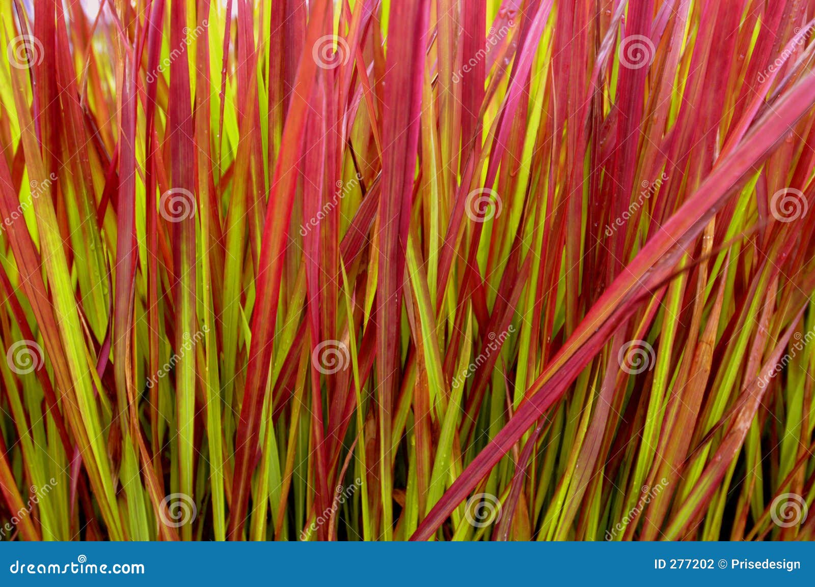 Colorful Plant Blades stock photo. Image of colorful, plant - 277202