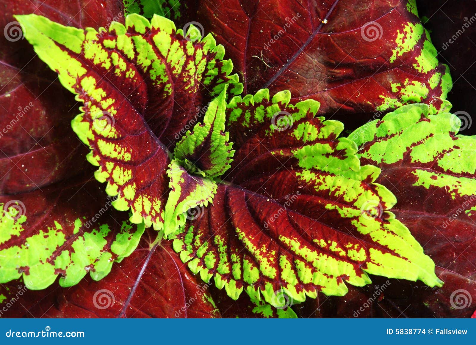 Colorful plant leaves stock photo. Image of foliage, outdoors - 5838774