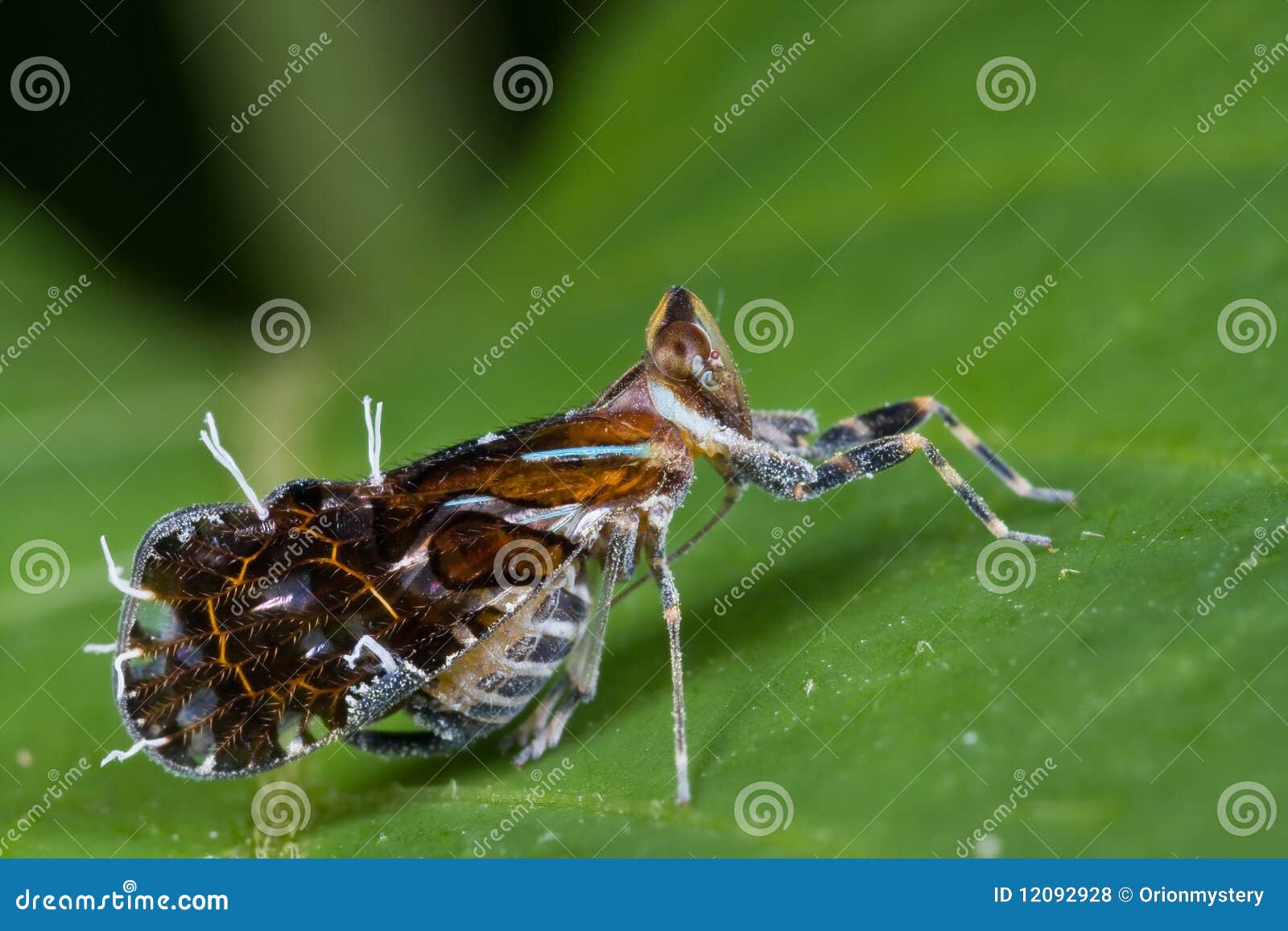 A colorful planthopper stock photo. Image of antenna - 12092928