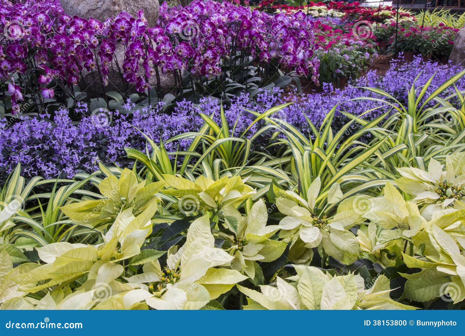 Colorful plants stock photo. Image of fresh, background - 38153800