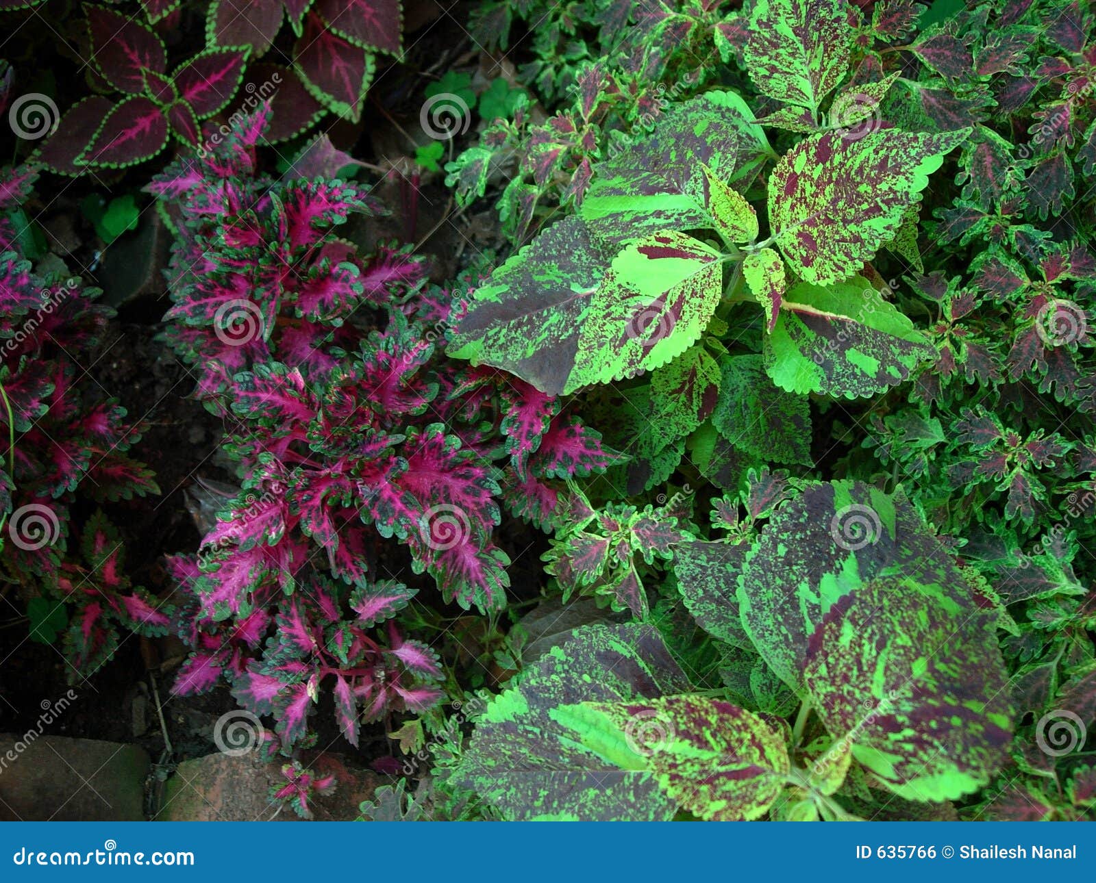 Colorful Plants stock photo. Image of vibrant, excellent - 635766