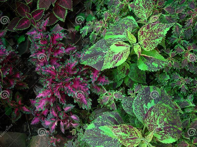 Colorful Plants stock photo. Image of vibrant, excellent - 635766