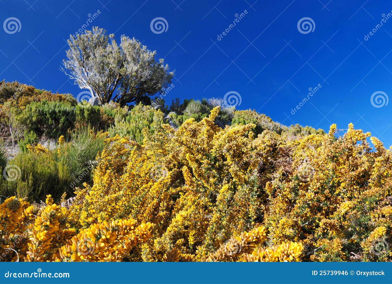 Colorful Plants, Madeira, Portugal Stock Photo - Image of panorama ...