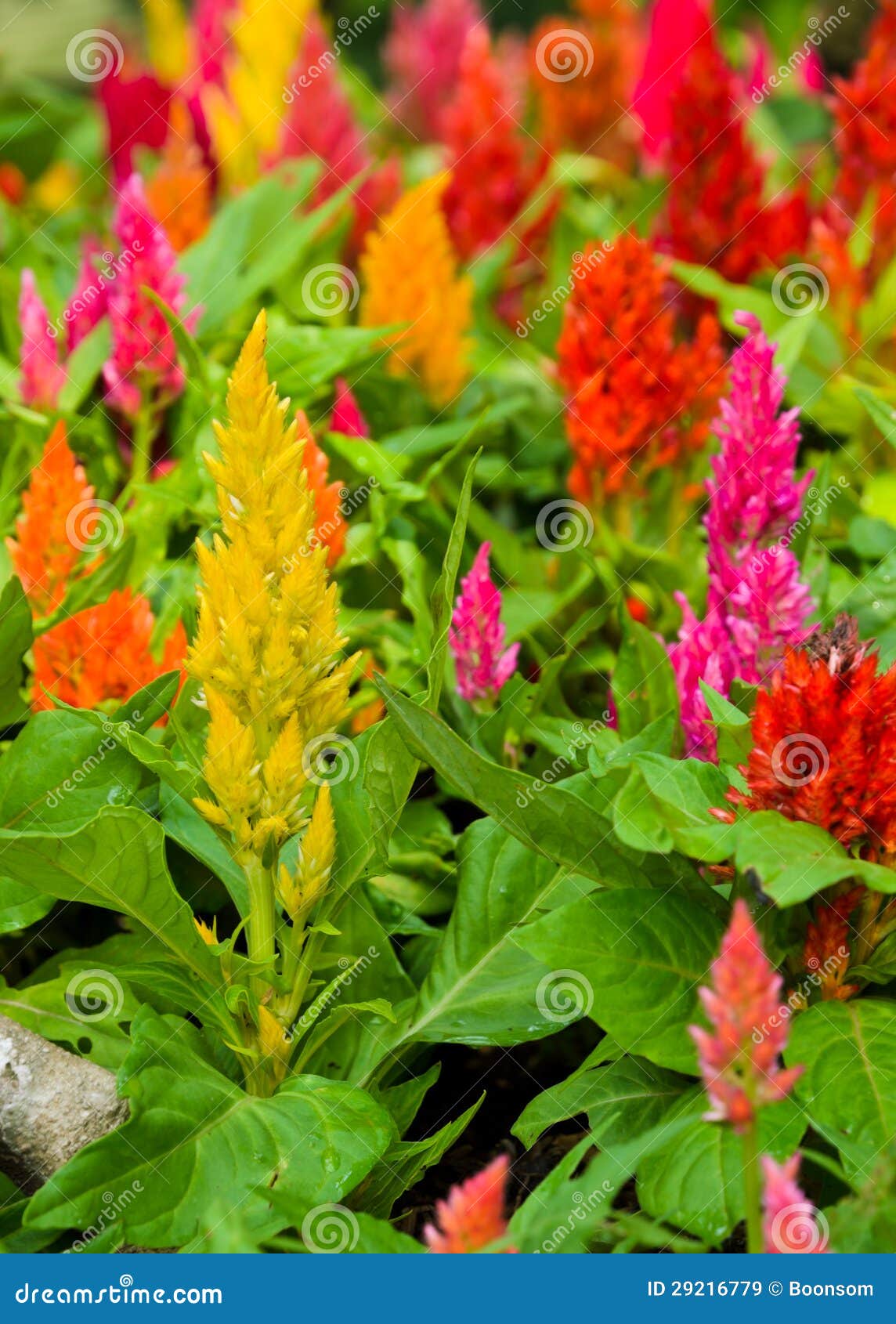 Colorful Plumed Cockscomb Flower Stock Image - Image of floral, color ...