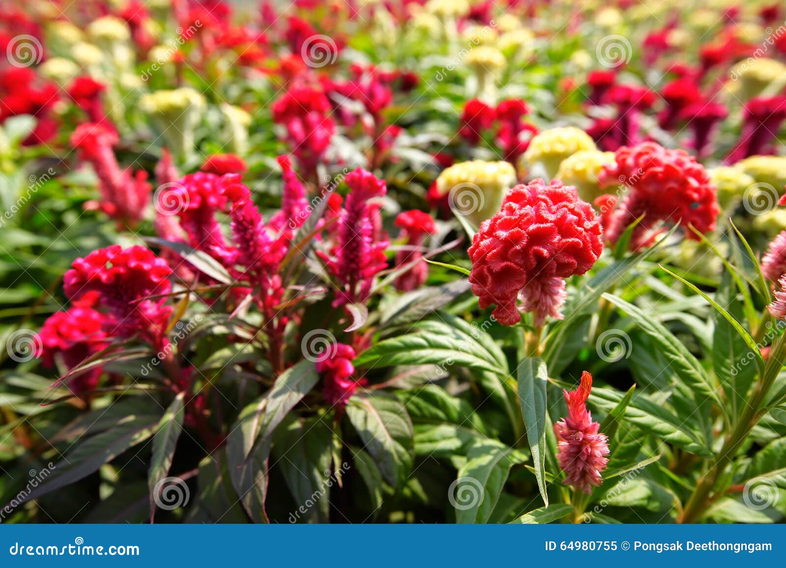 Colorful of Plumed Cockscomb Flower Stock Image - Image of annual ...